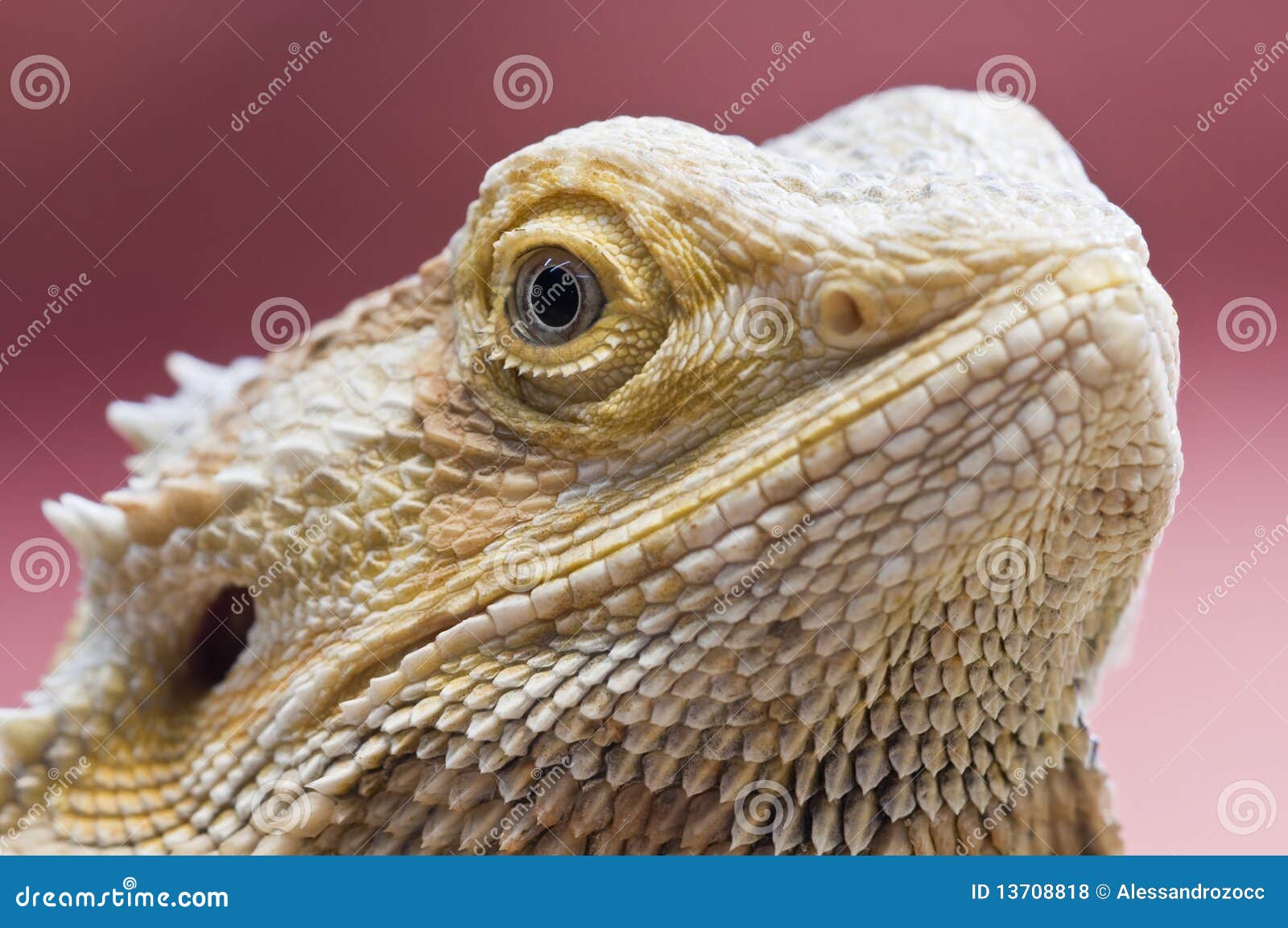 Hagedis stock foto. Image of biologie, hagedis, hoofd - 13708818