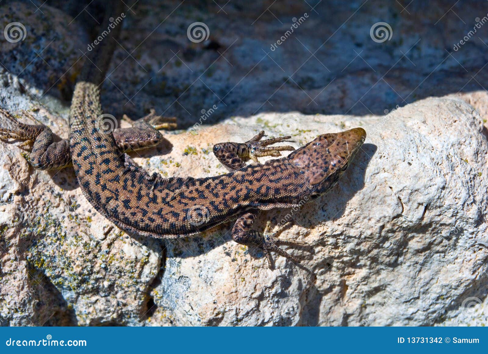 Hagedis stock foto. Image of gekko, sluit, milieu, nave - 13731342