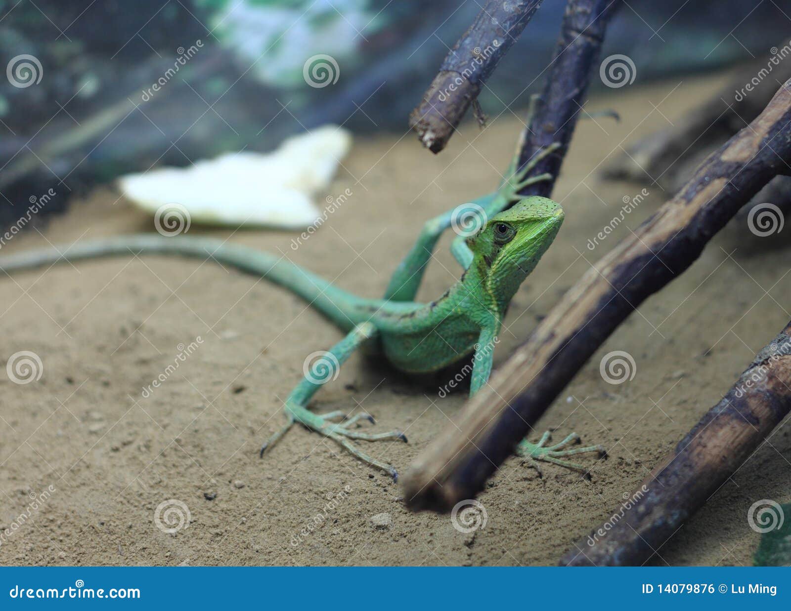 Hagedis stock foto. Image of groen, gekleurd, macro, huisdier - 14079876
