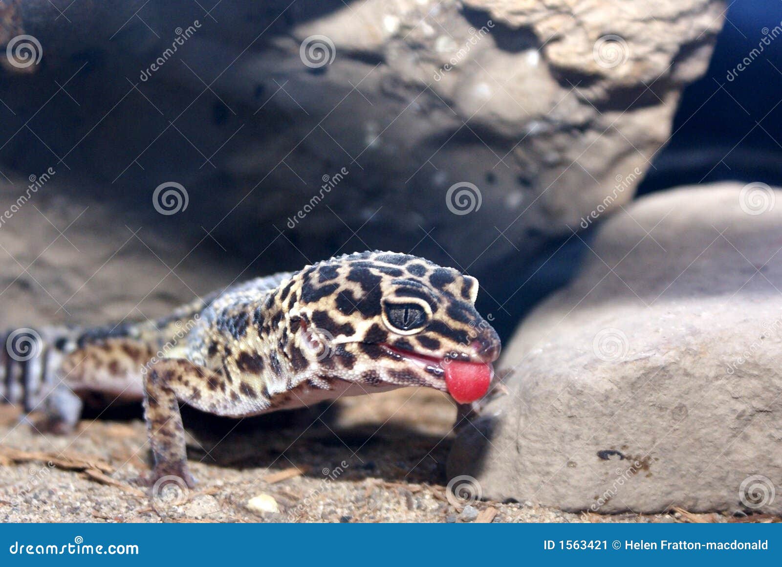 Hagedis stock afbeelding. Image of hagedis, reptiel, luipaard - 1563421