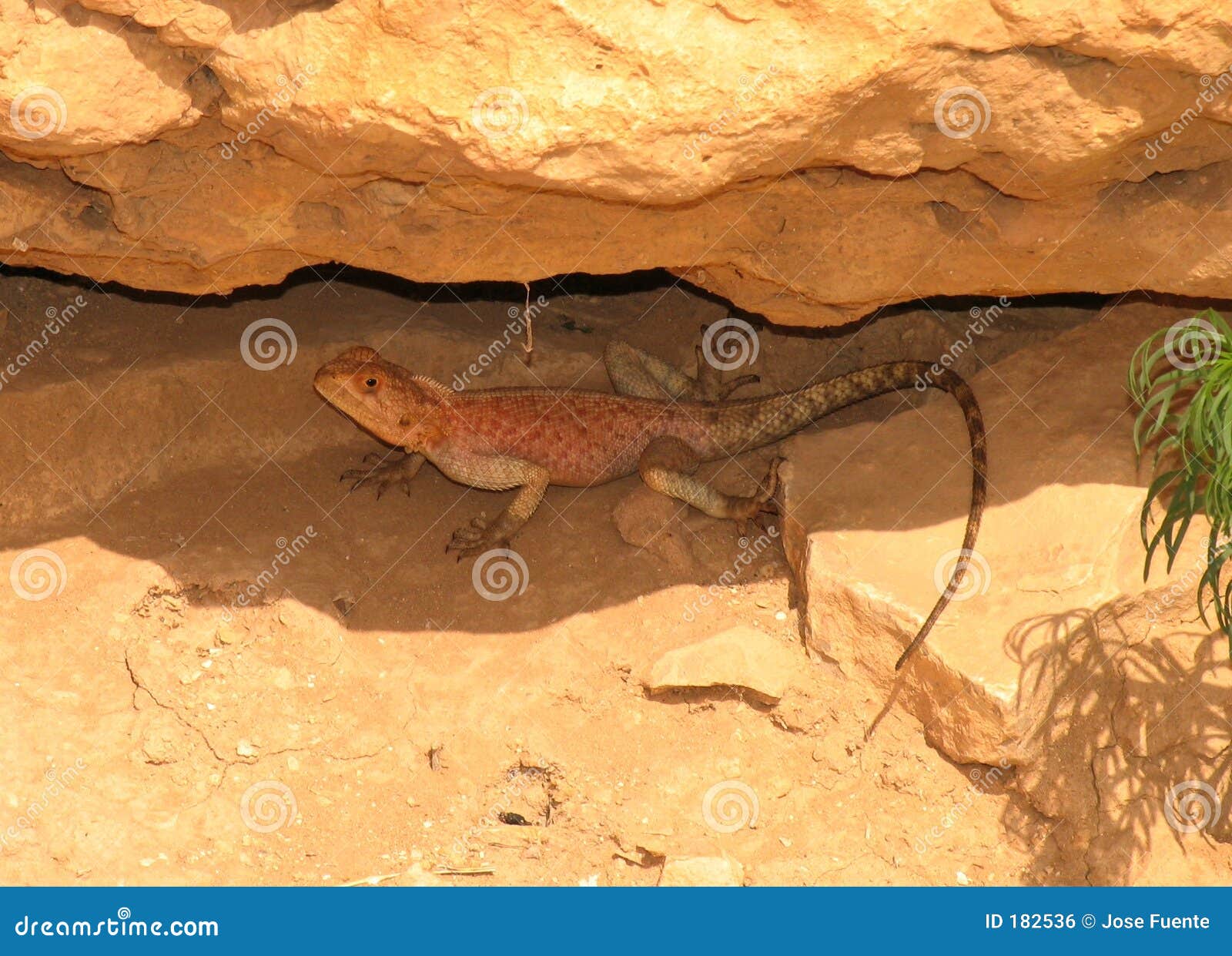 Hagedis stock foto. Image of woestijn, marokko, sahara - 182536