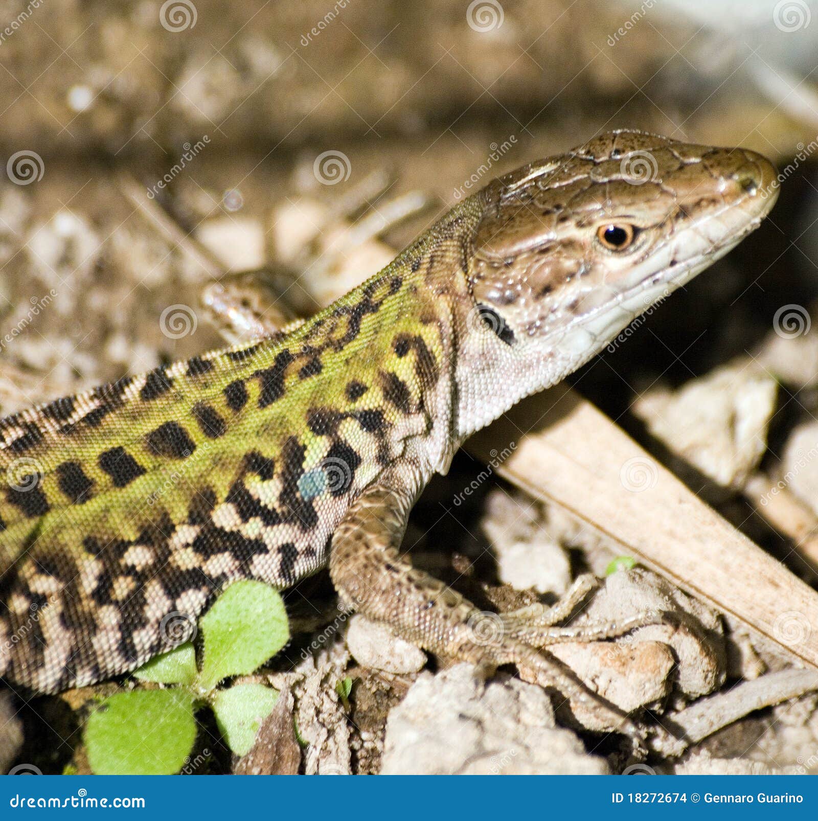 Hagedis stock foto. Image of gedetailleerd, reptiel, macro - 18272674