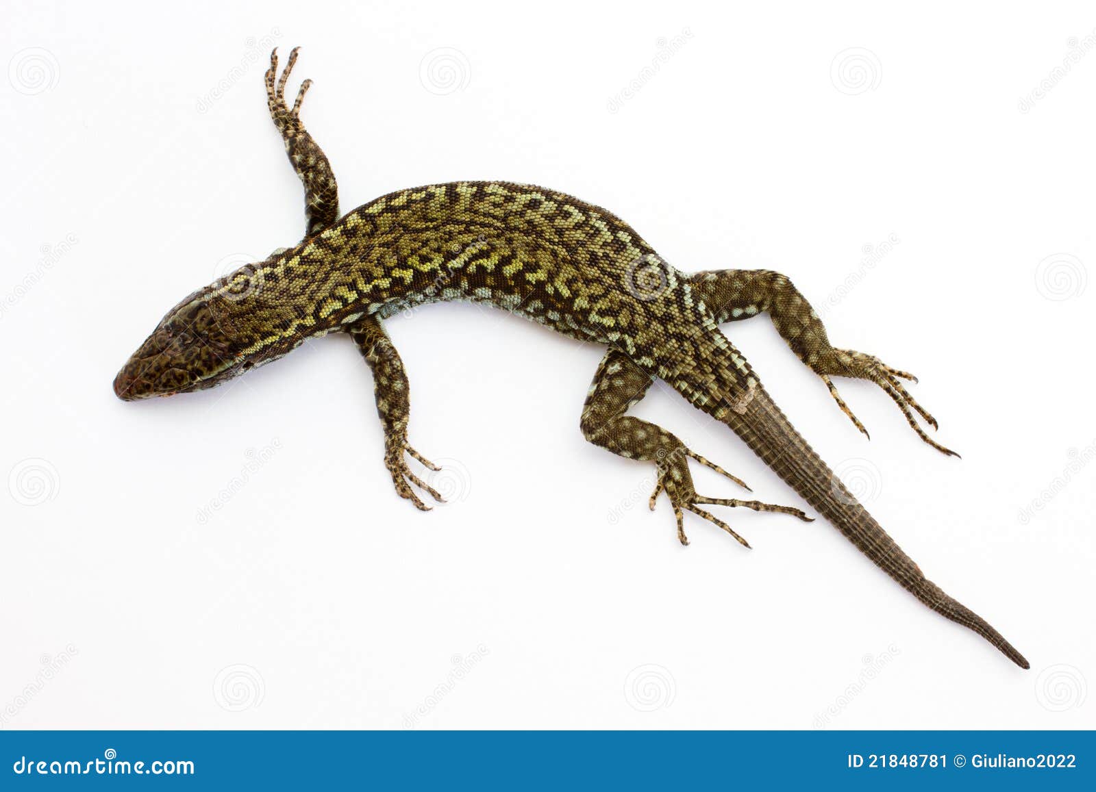 Hagedis stock afbeelding. Image of wild, hagedis, dier - 21848781