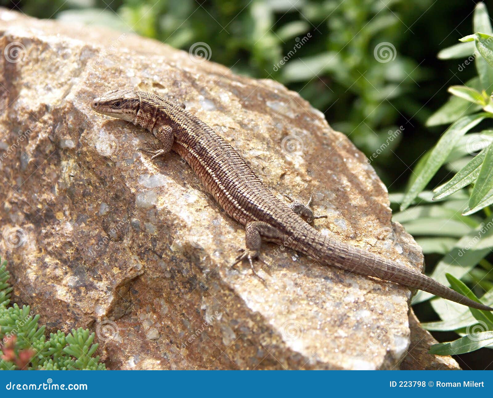 Hagedis Picture. Image: 223798