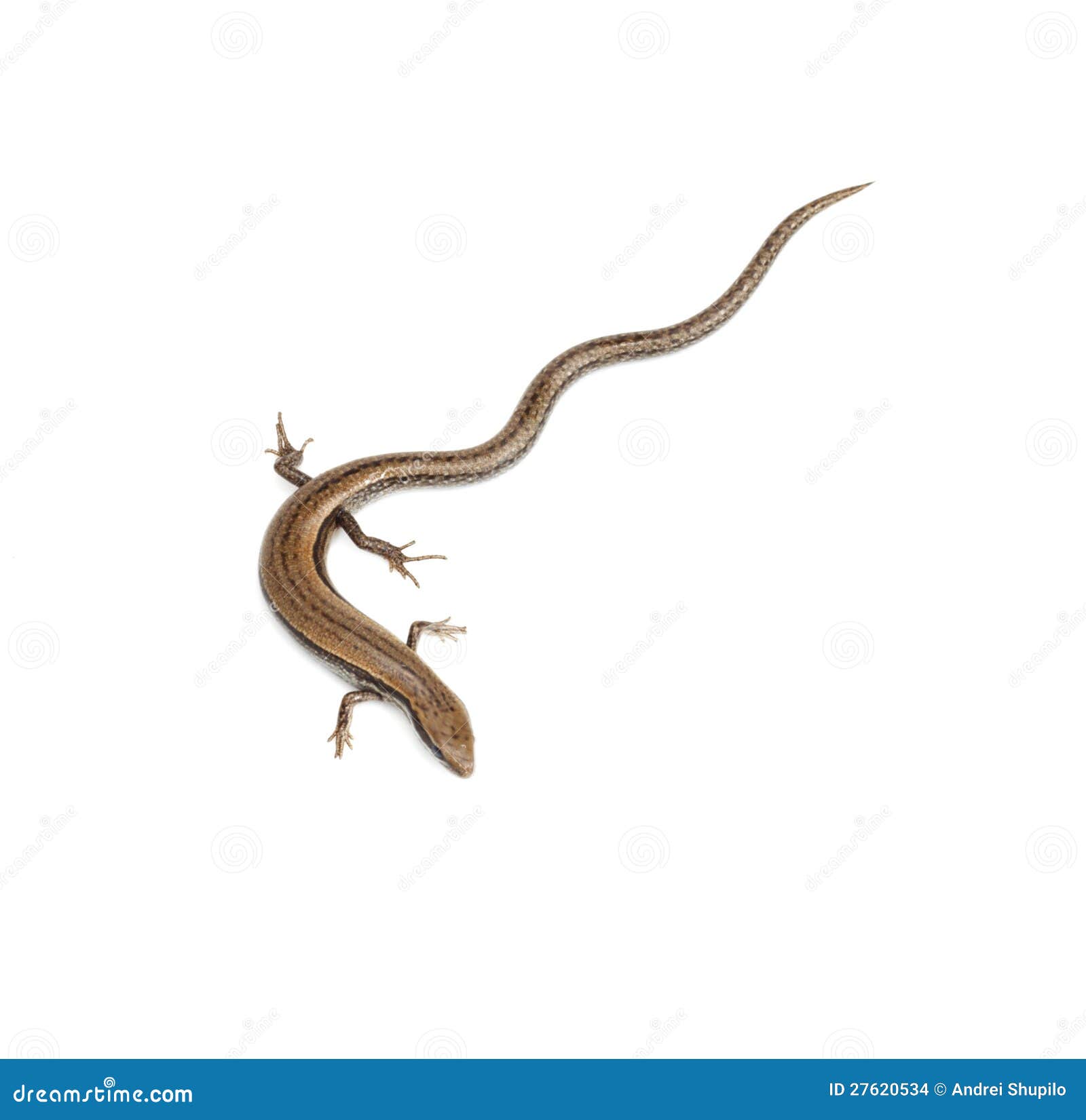 Hagedis stock foto. Image of huid, nave, hagedis, achtergrond - 27620534