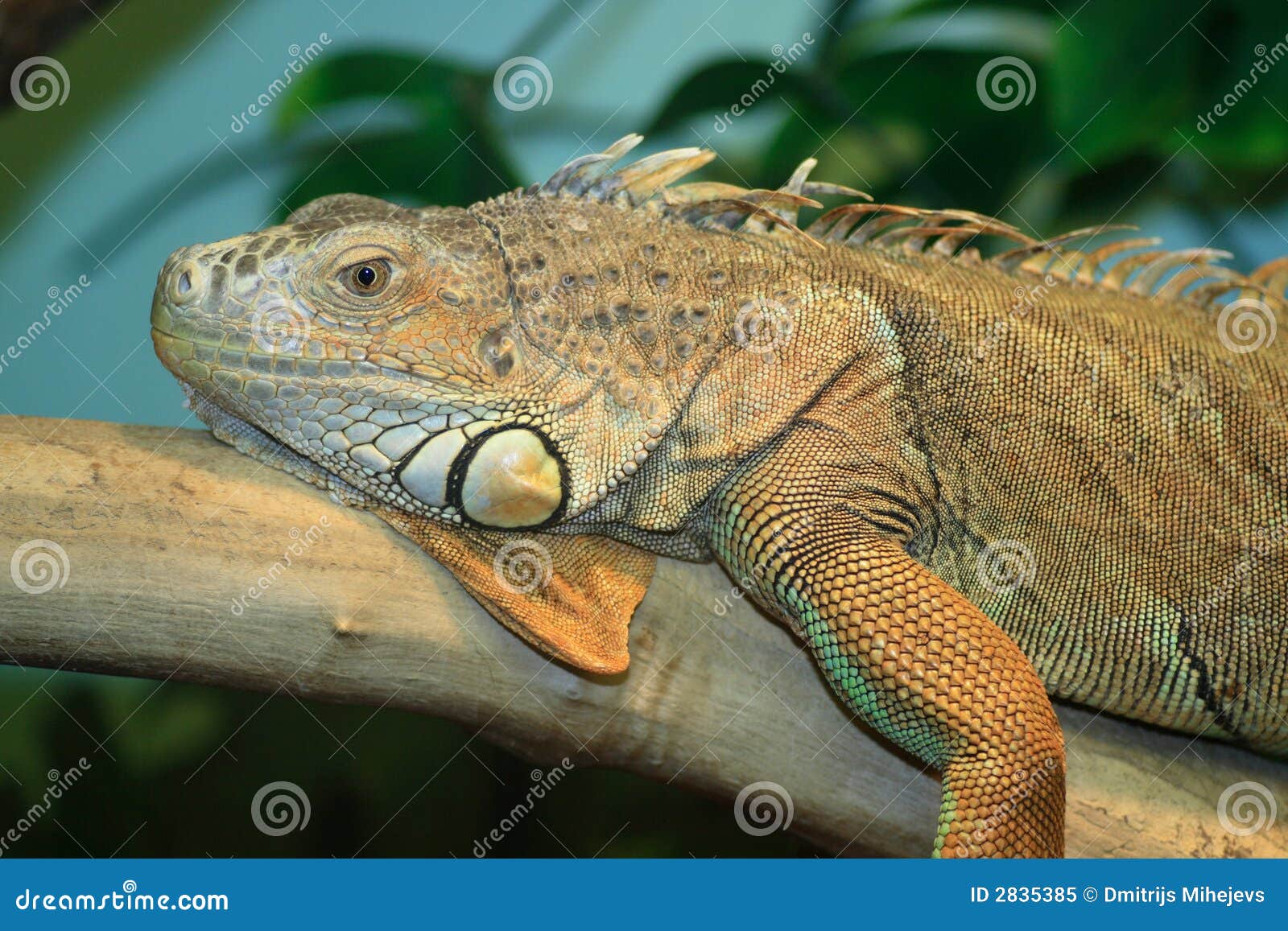 Hagedis stock afbeelding. Image of kleur, dier, evolutie - 2835385