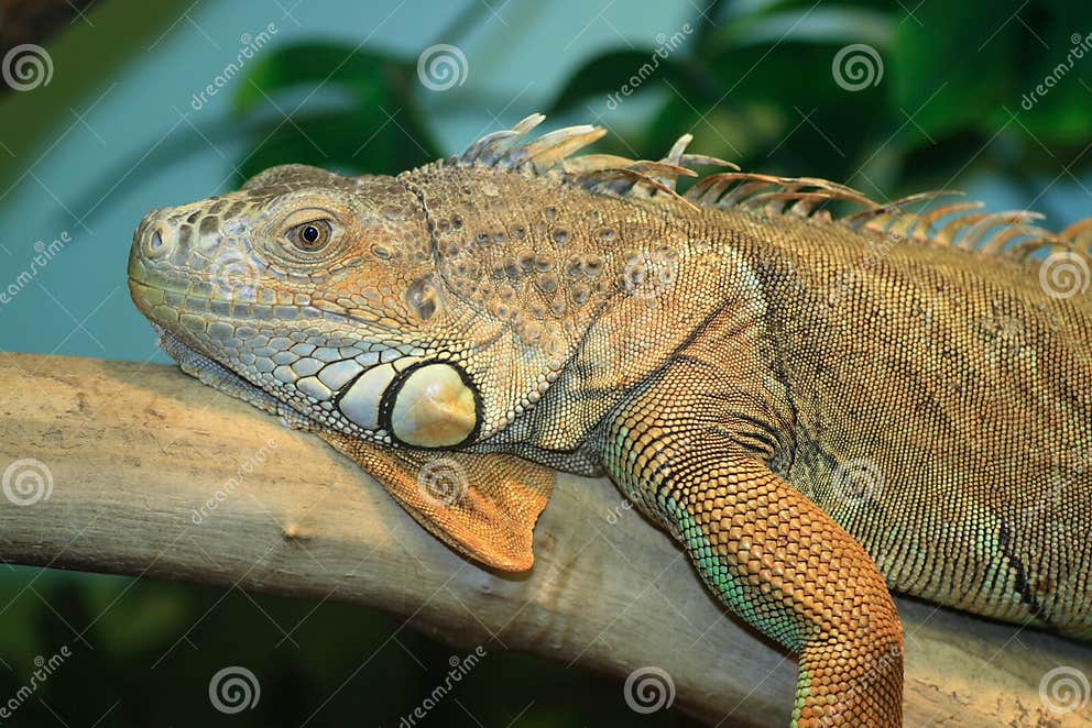 Hagedis stock afbeelding. Image of kleur, dier, evolutie - 2835385