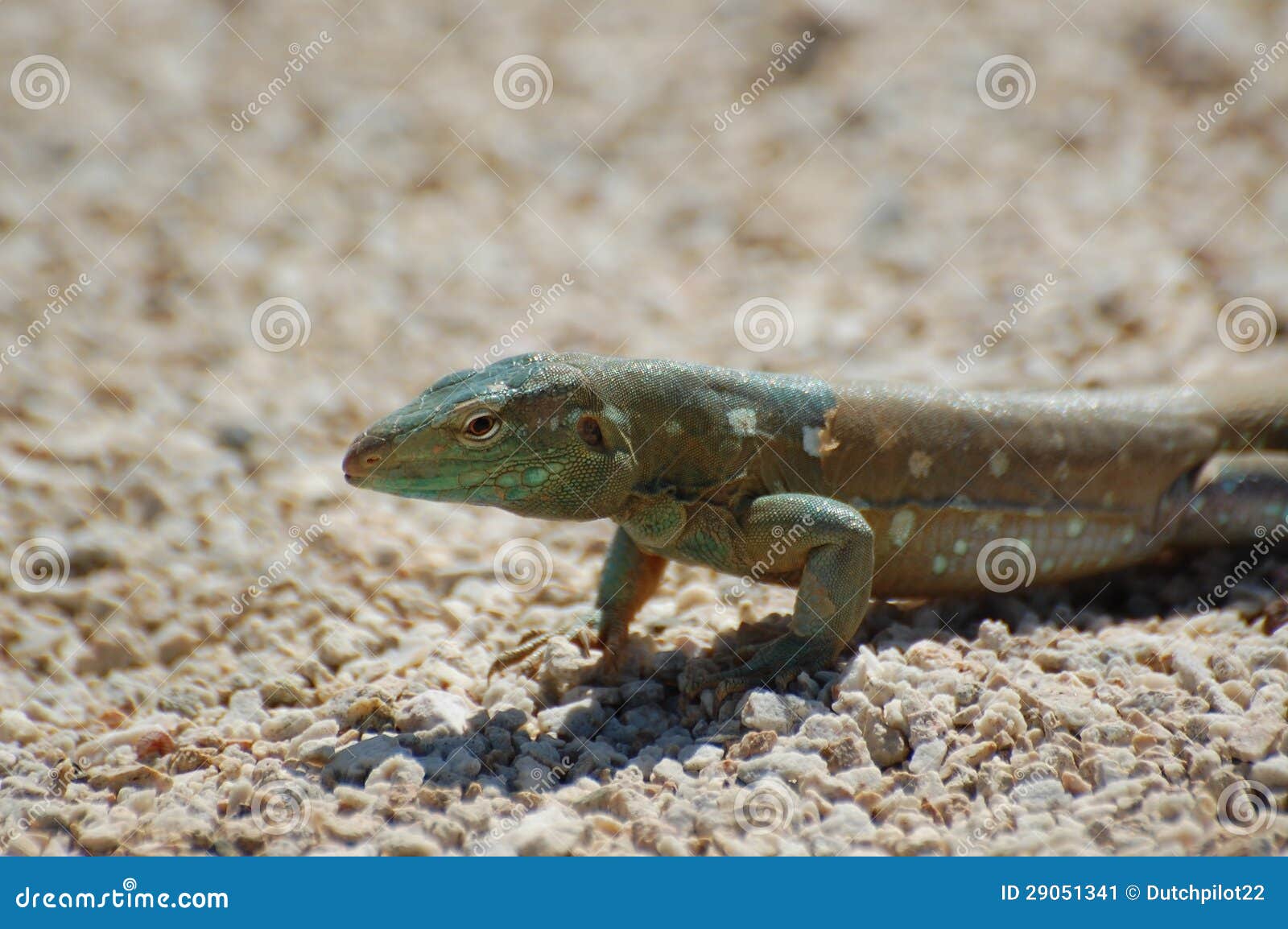 Hagedis stock afbeelding. Image of koudbloedig, gewervelde - 29051341