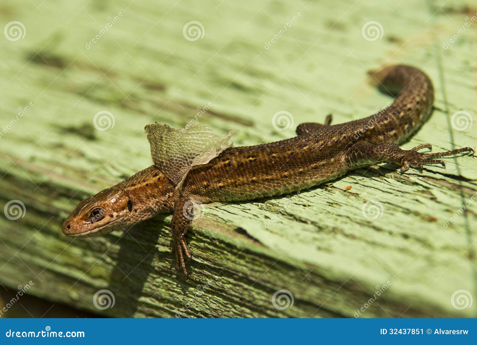 Hagedis 2 stock afbeelding. Image of amfibie, gemeenschappelijk - 32437851