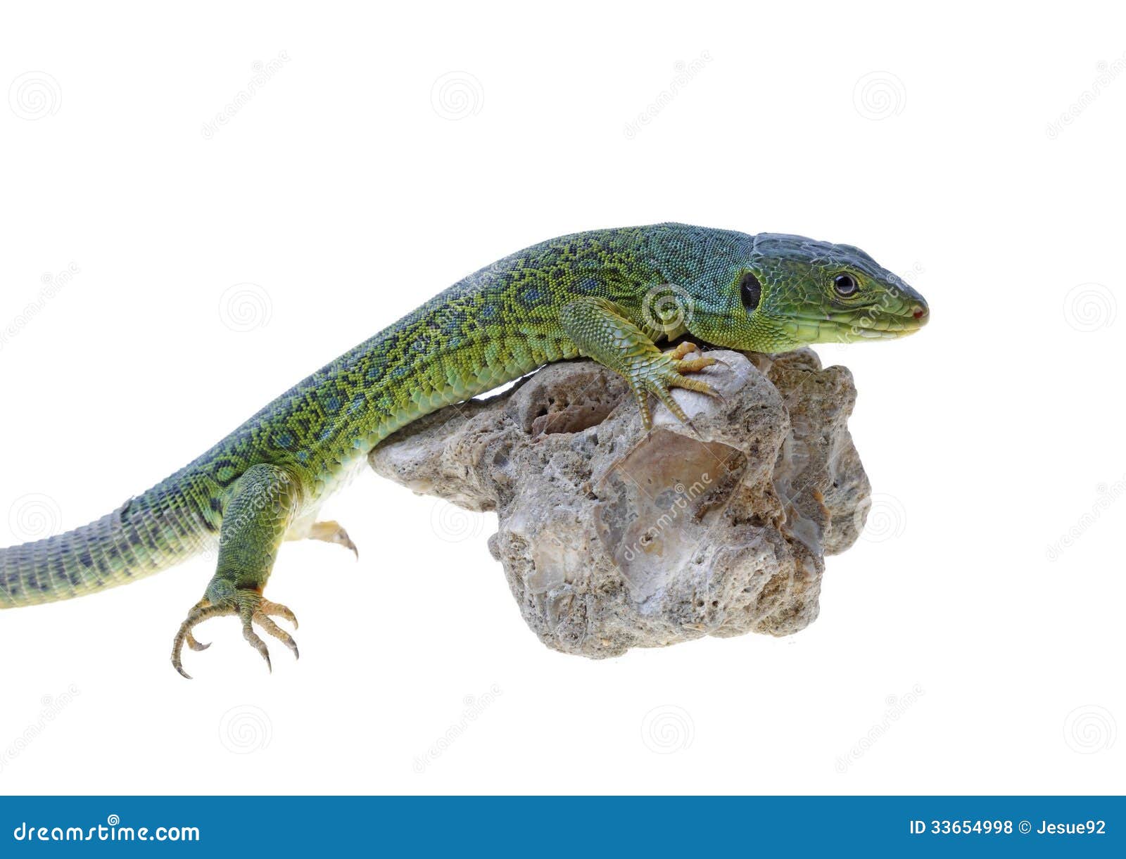 Hagedis stock foto. Image of achtergrond, geïsoleerd - 33654998