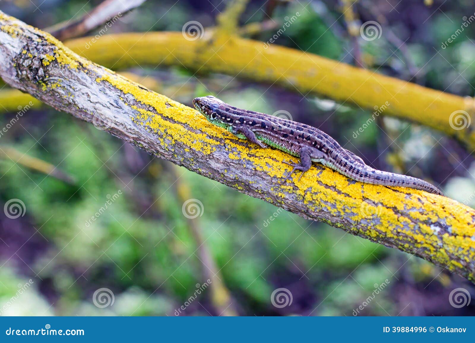 Hagedis stock foto. Image of boom, reptielen, biologie - 39884996