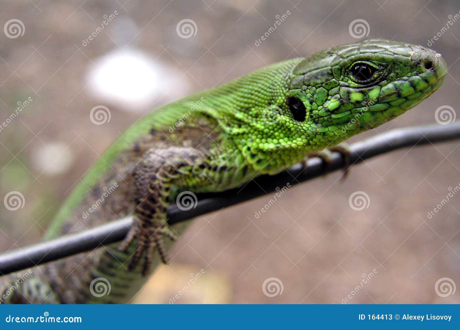 Hagedis 4 Picture. Image: 164413