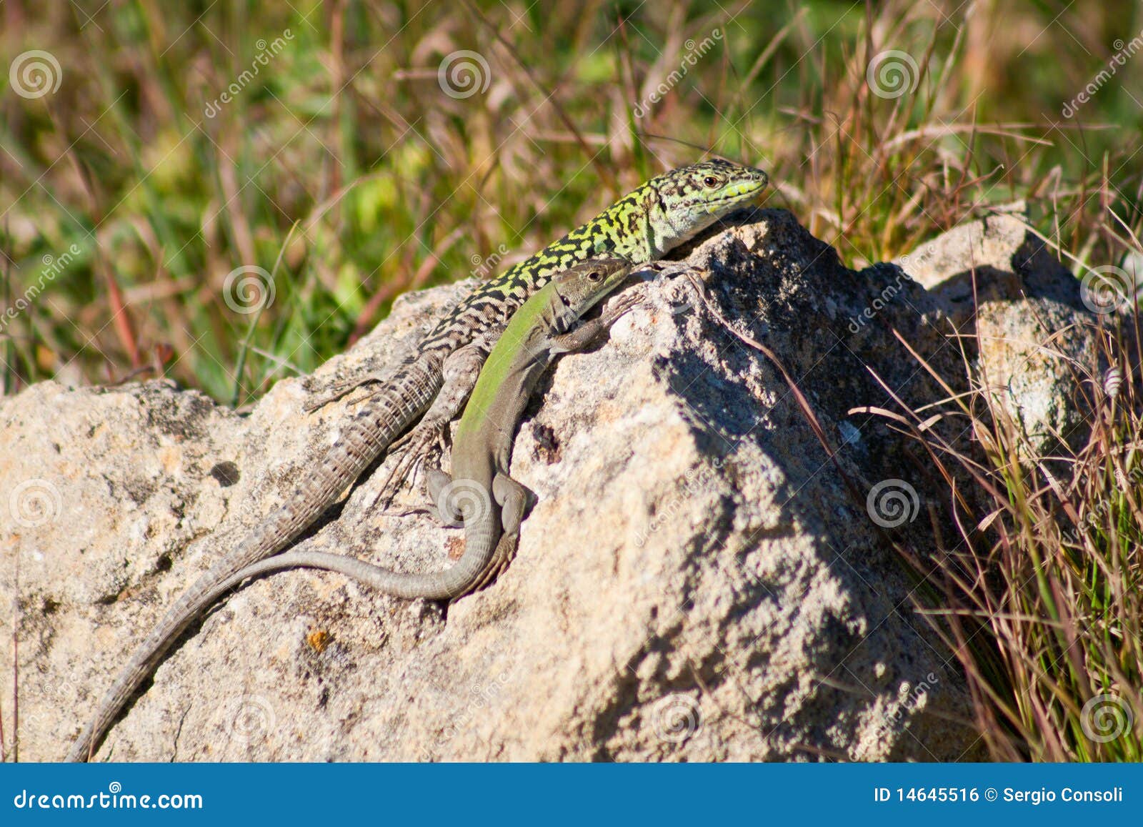 Hagedis 5 stock foto. Image of rood, klein, rust, nave - 14645516