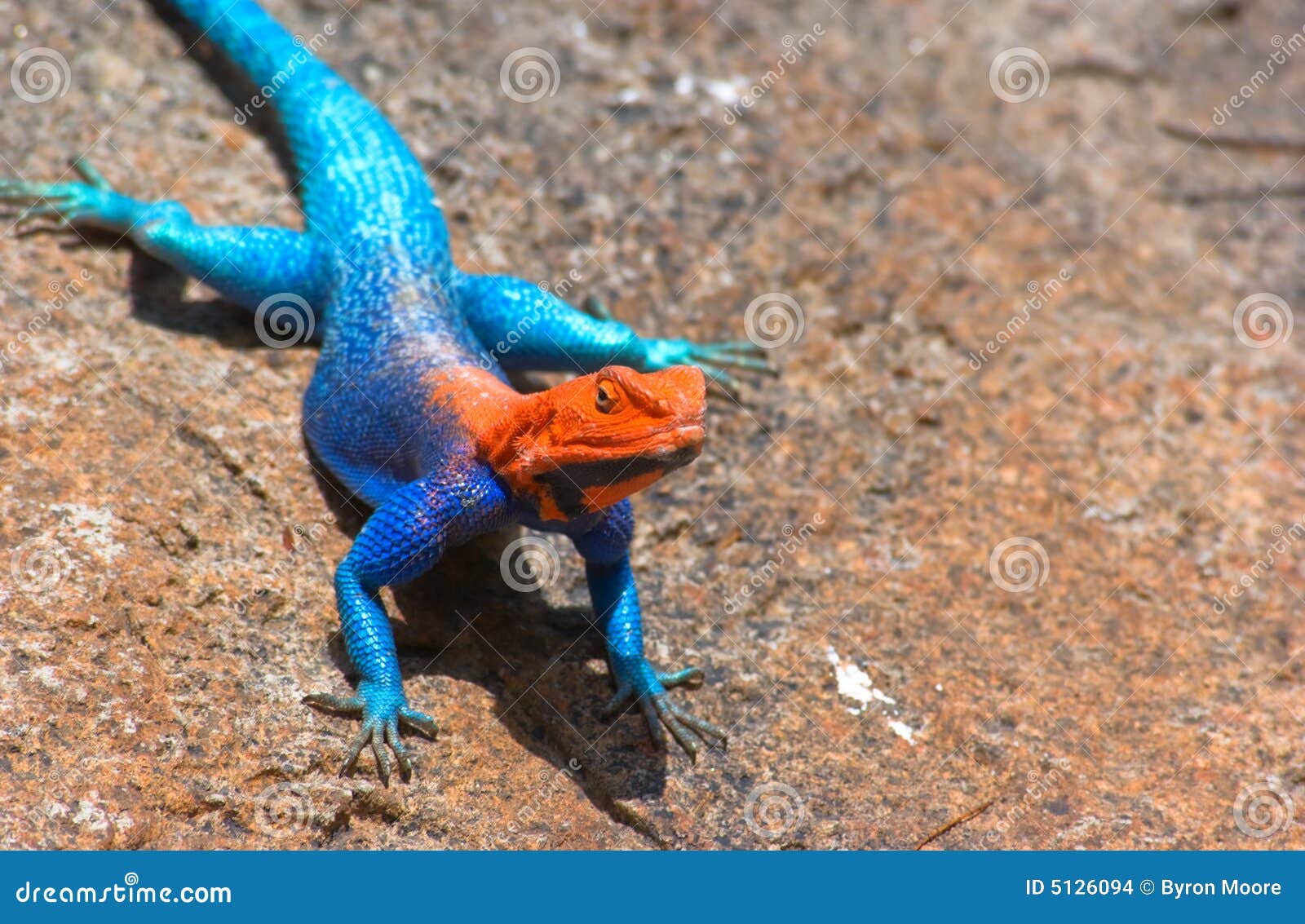 Hagedis stock foto. Image of gewervelde, dier, geschubd - 5126094