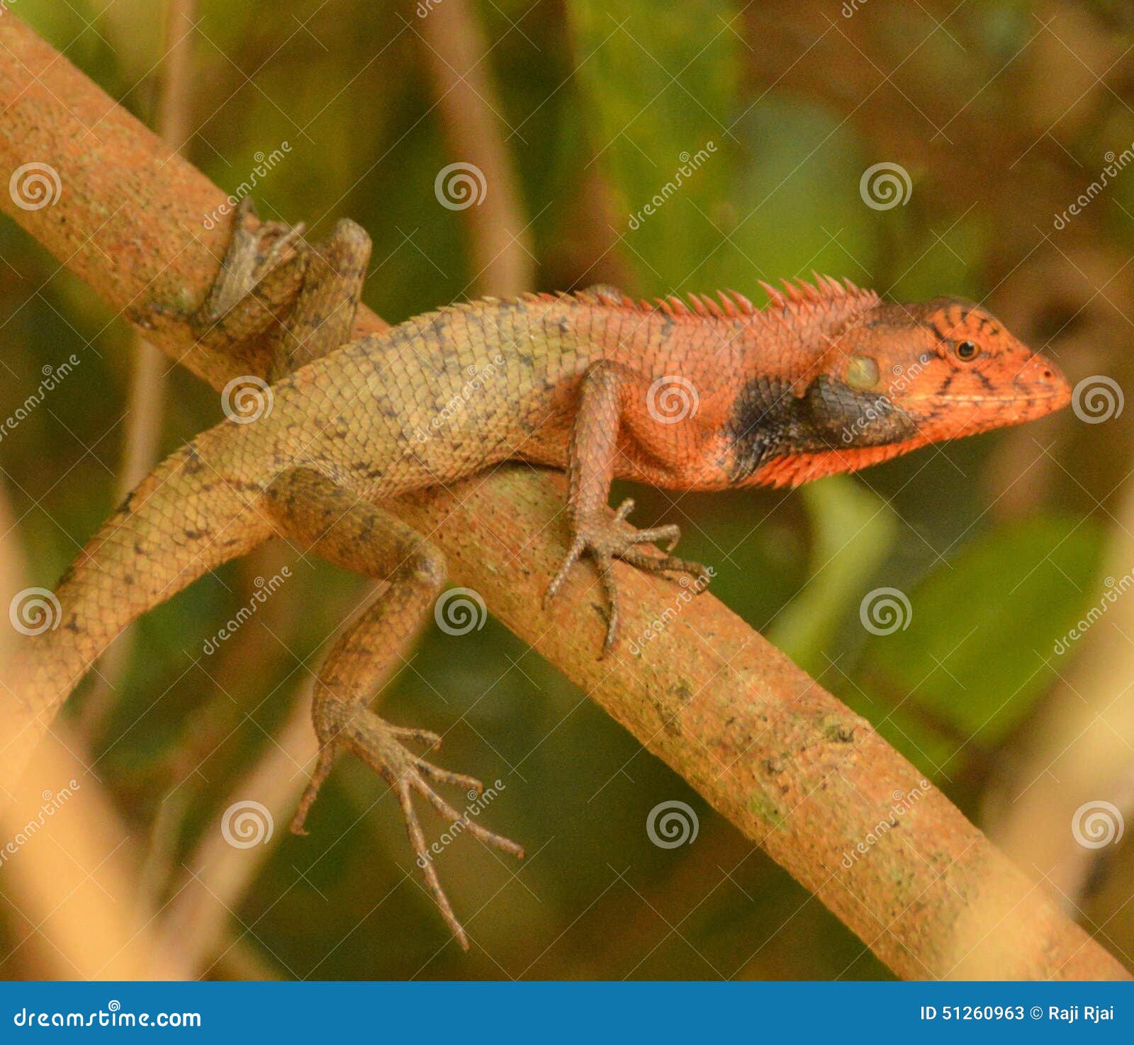 Hagedis stock afbeelding. Image of status, iets, boom - 51260963