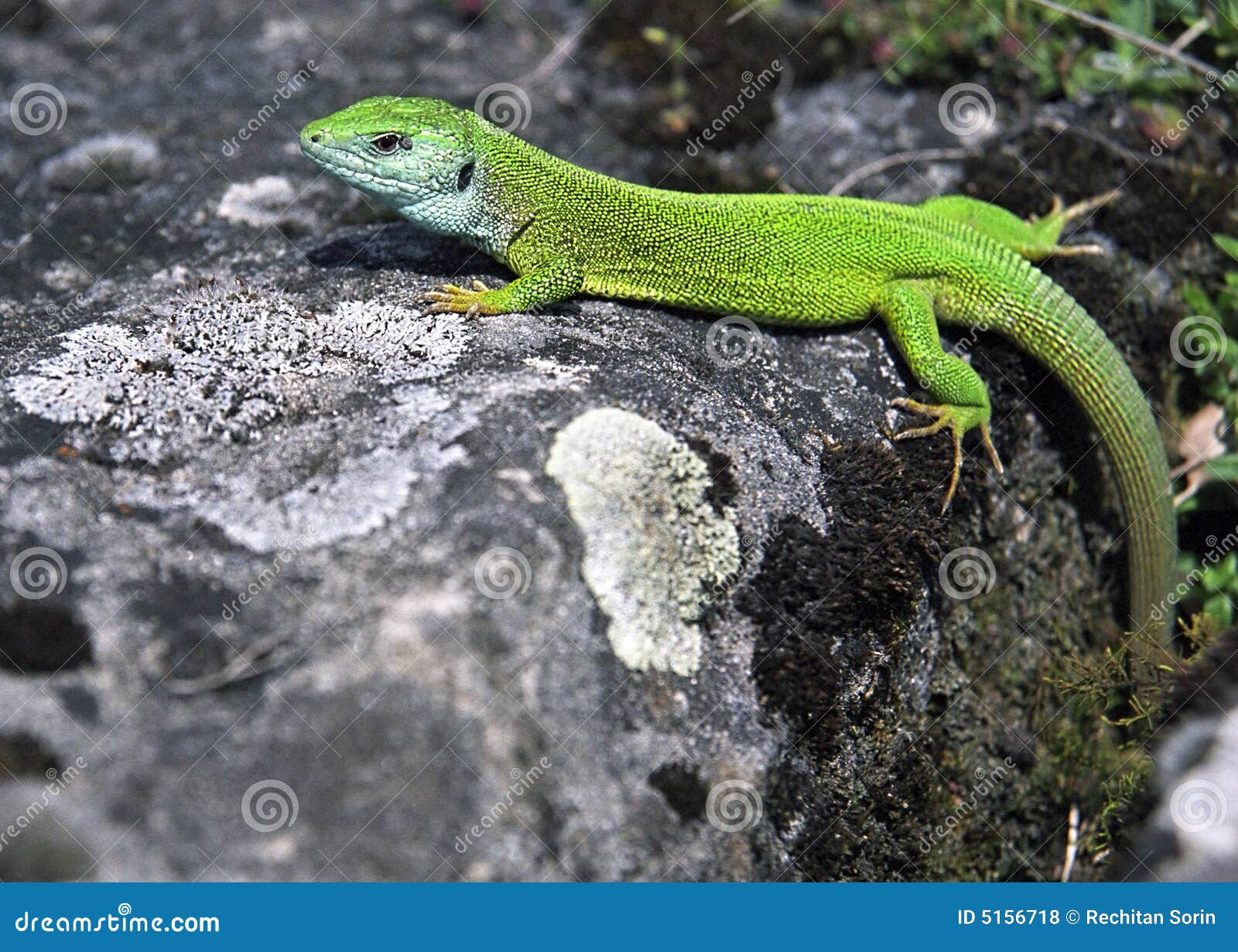 Hagedis stock foto. Image of warm, groen, rotsen, wild - 5156718