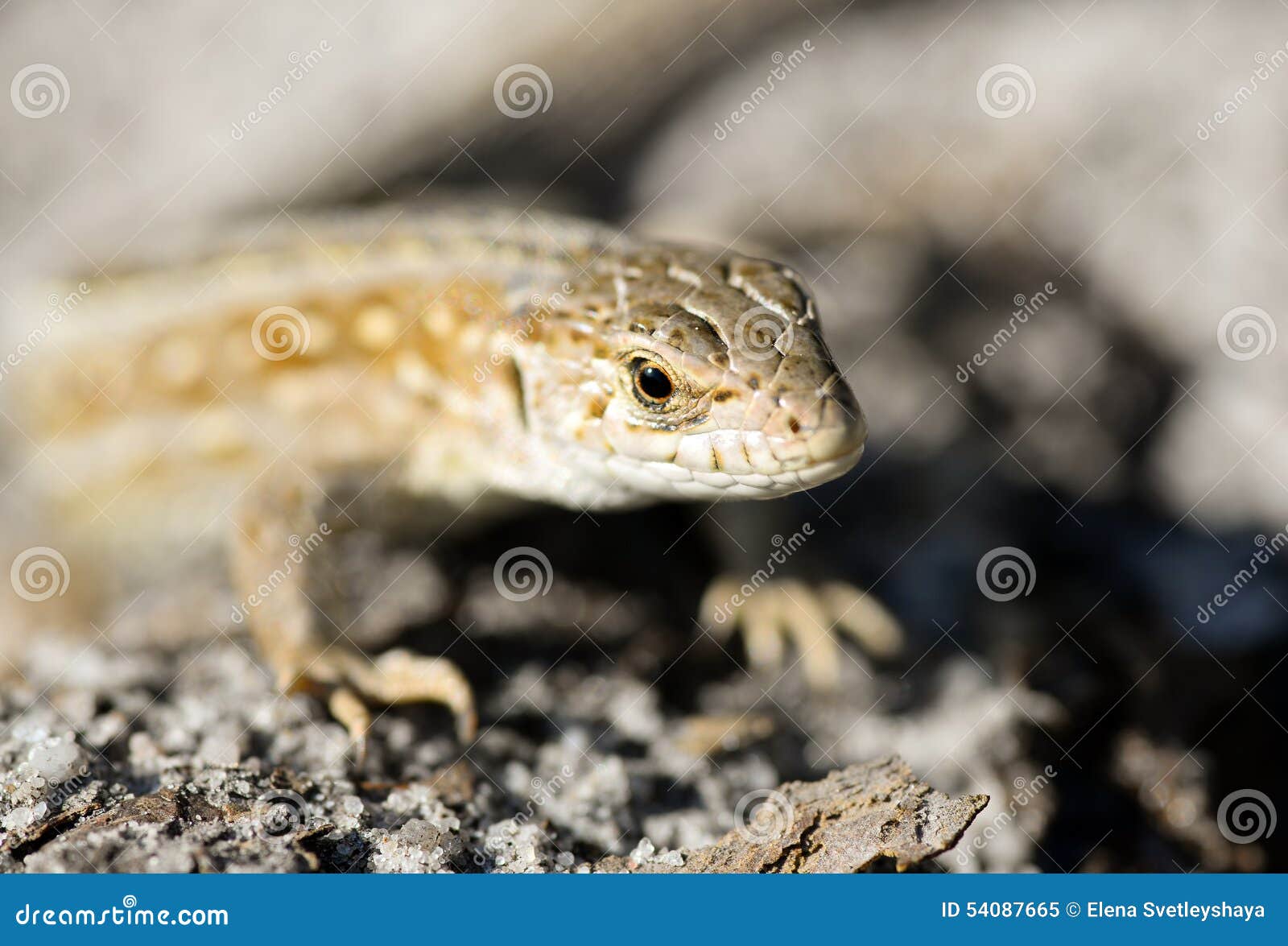 Hagedis stock afbeelding. Image of oekraïne, licht, groen - 54087665