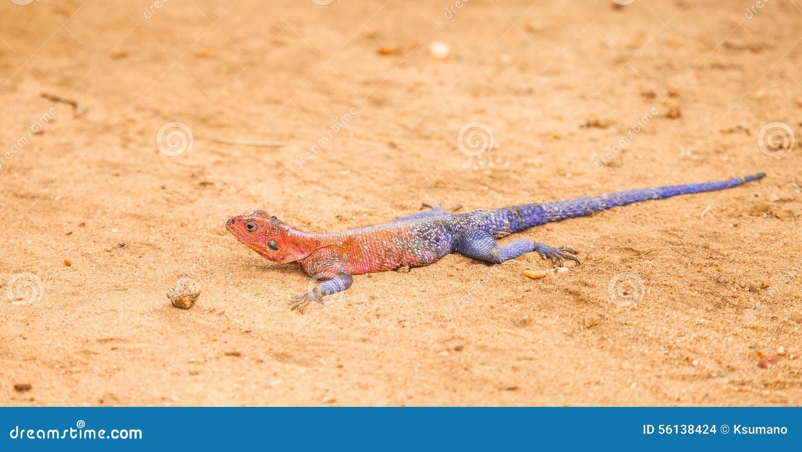 Hagedis stock foto. Image of helder, achtergrond, nave - 56138424