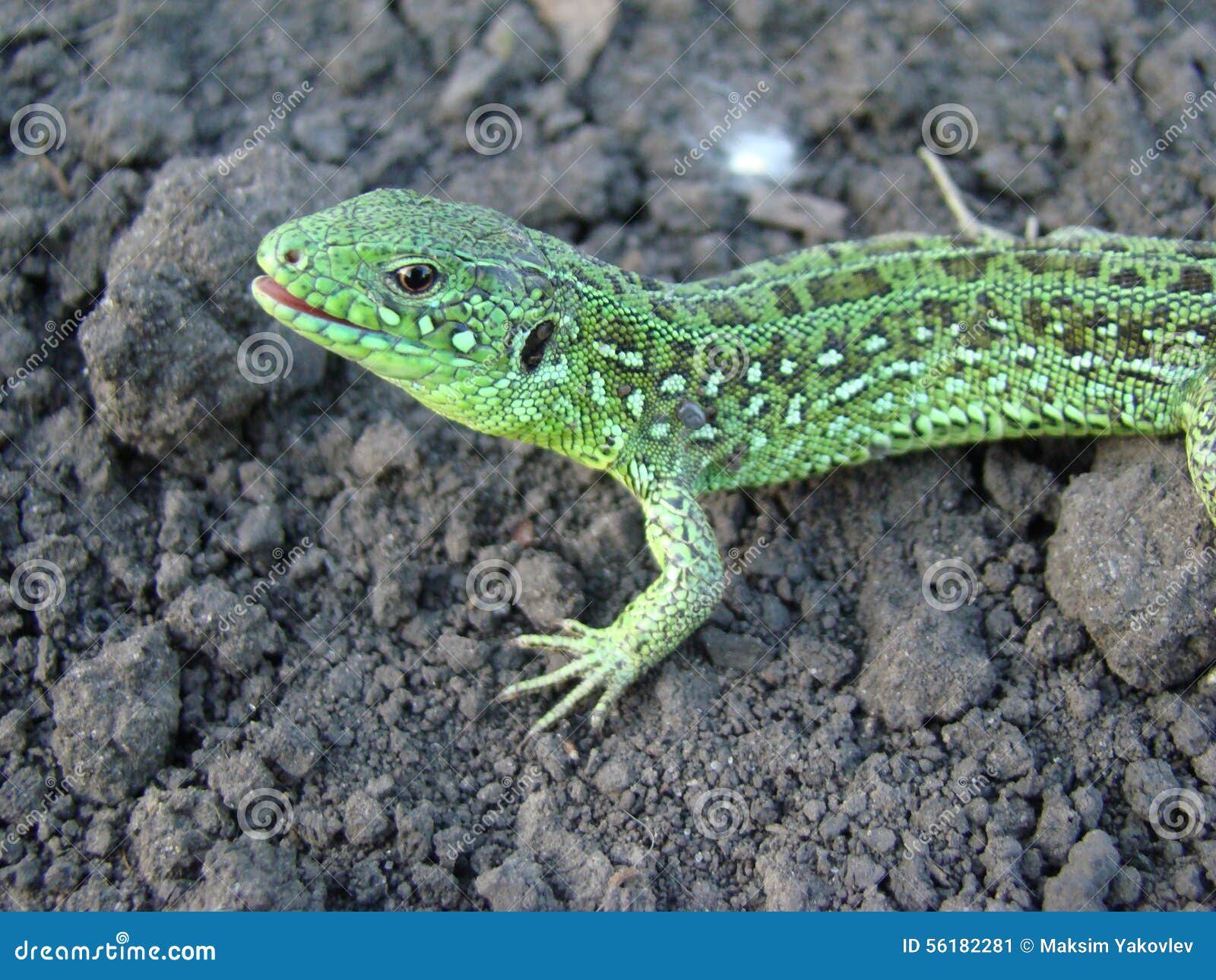 Hagedis stock afbeelding. Image of camouflage, dinosaurussen - 56182281