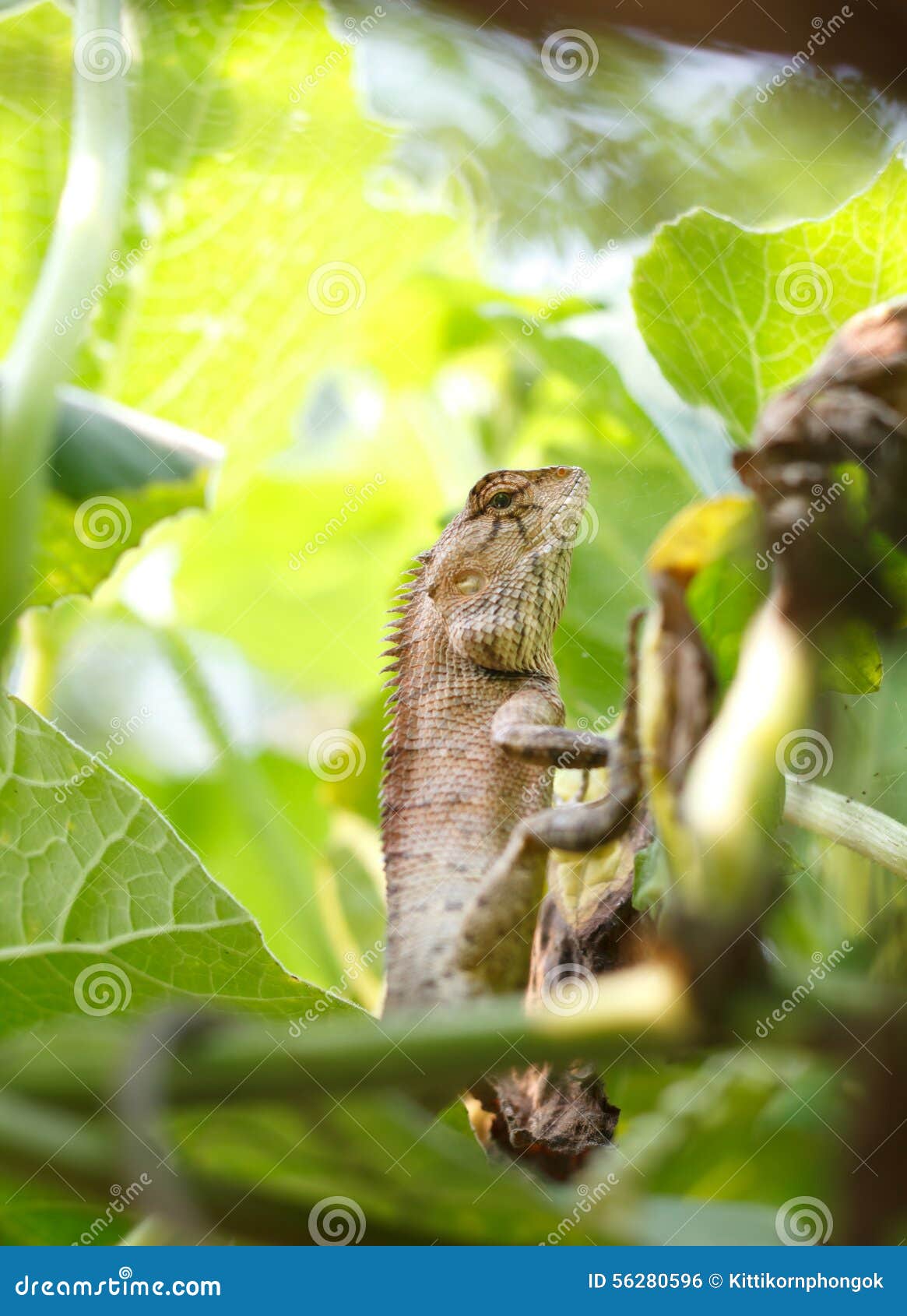 Hagedis stock foto. Image of tropisch, huisdier, hagedis - 56280596