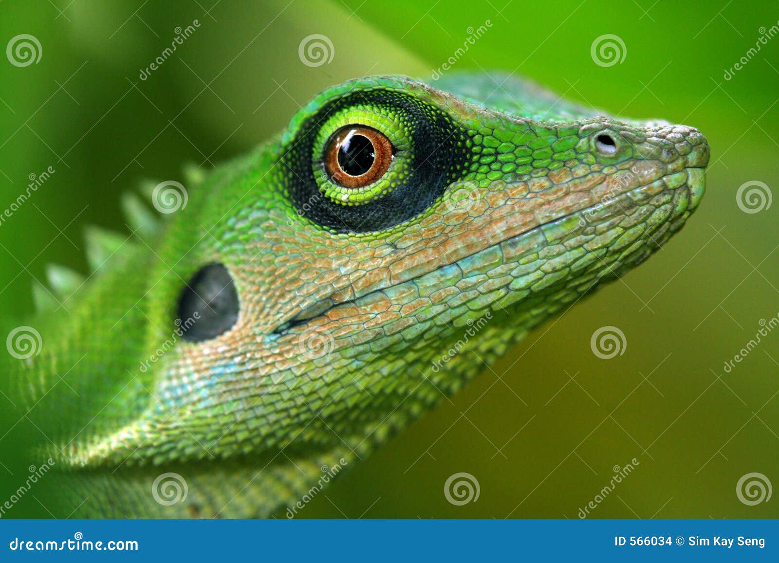 Hagedis stock foto. Image of hagedis, hoofd, park, wild - 566034