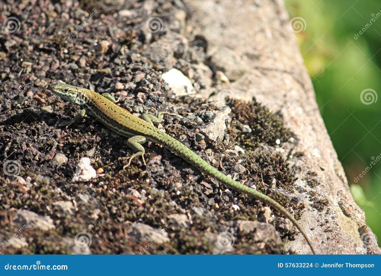 Hagedis stock foto. Image of koude, staart, reptiel, basing - 57633224