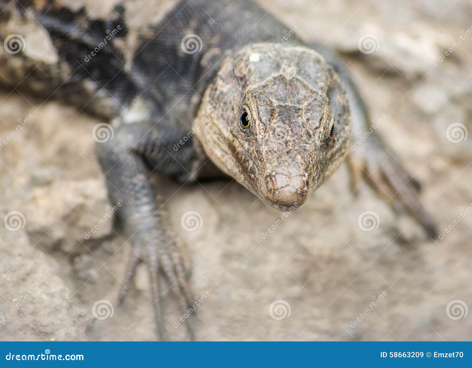 Hagedis stock afbeelding. Image of levensonderhoud, europa - 58663209