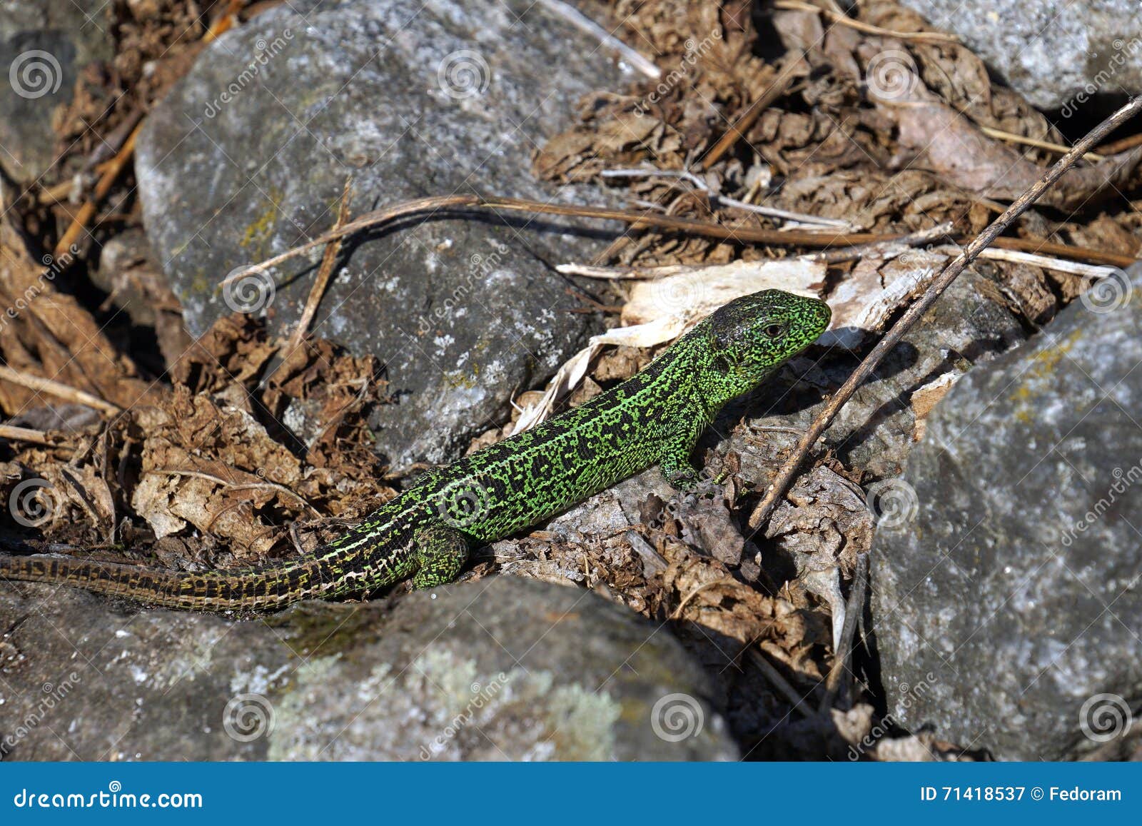 Hagedis stock afbeelding. Image of draak, buiten, naughty - 71418537