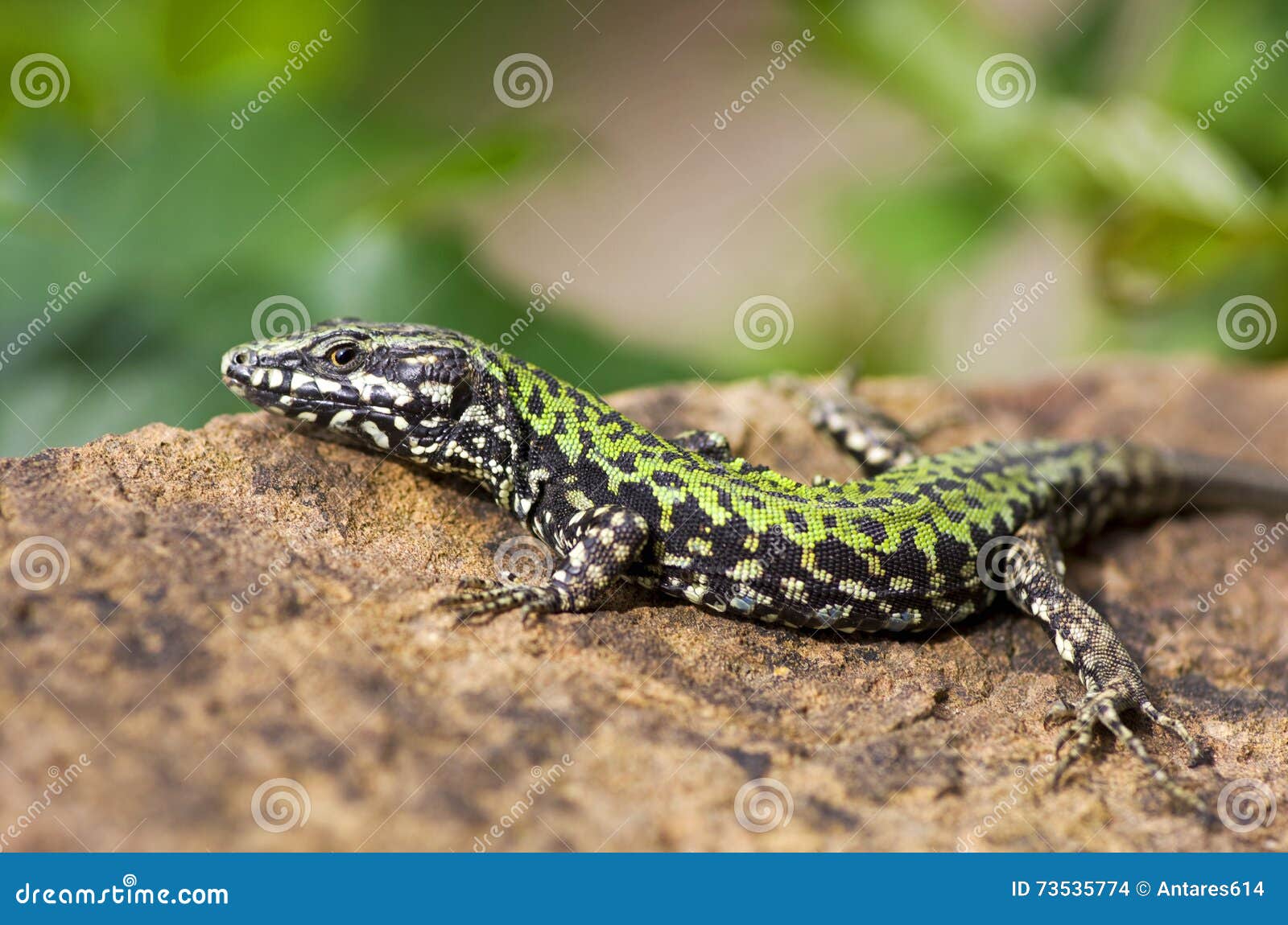 Hagedis stock foto. Image of reptiel, woestijn, hagedis - 73535774