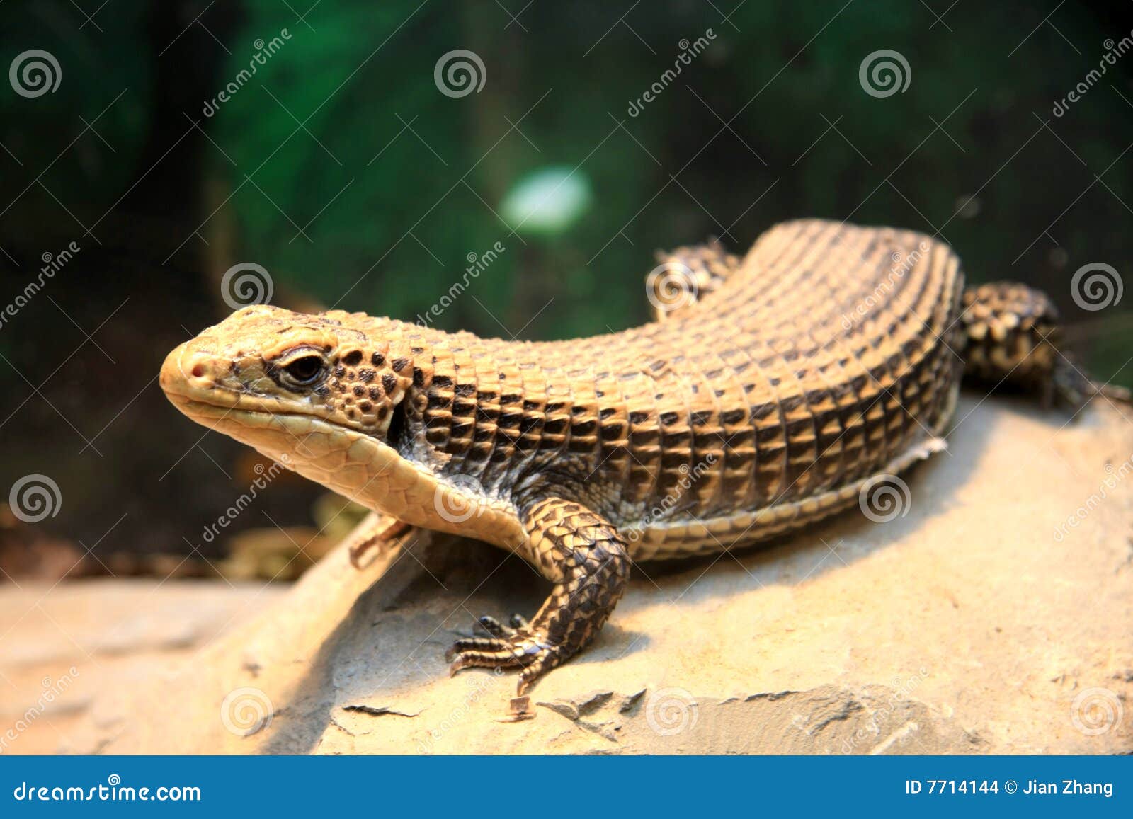 Hagedis stock foto. Image of bruin, staart, draak, kijken - 7714144