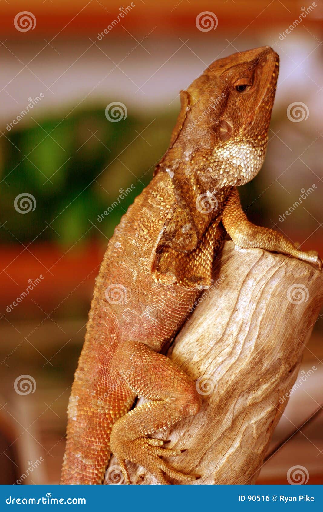 Hagedis stock foto. Image of nave, wild, dier, droog, kruipen - 90516