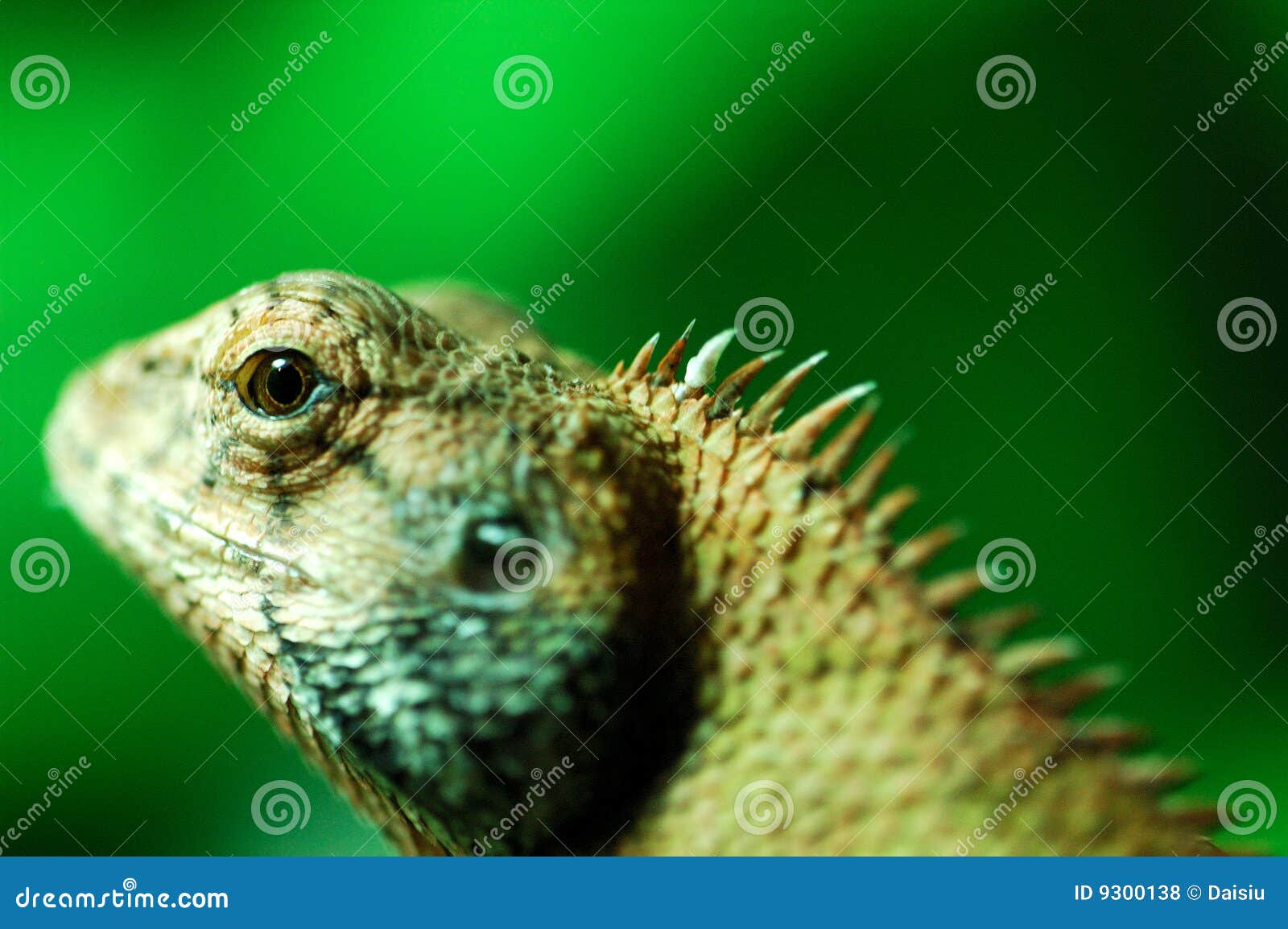 Hagedis stock foto. Image of dier, kijk, horloge, wacht - 9300138