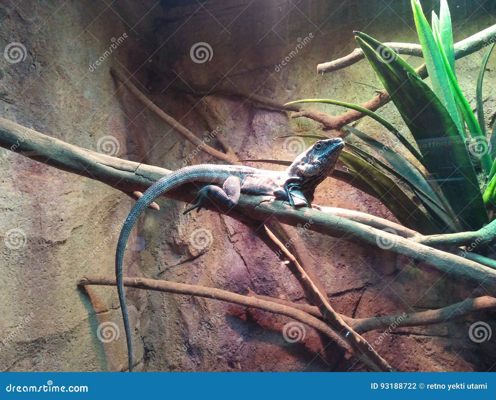 Hagedis stock foto. Image of één, dierentuin, verbazingwekkend - 93188722
