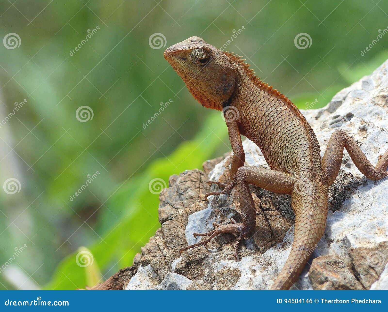 Hagedis stock foto. Image of gekko, hagedissen, hagedis - 94504146