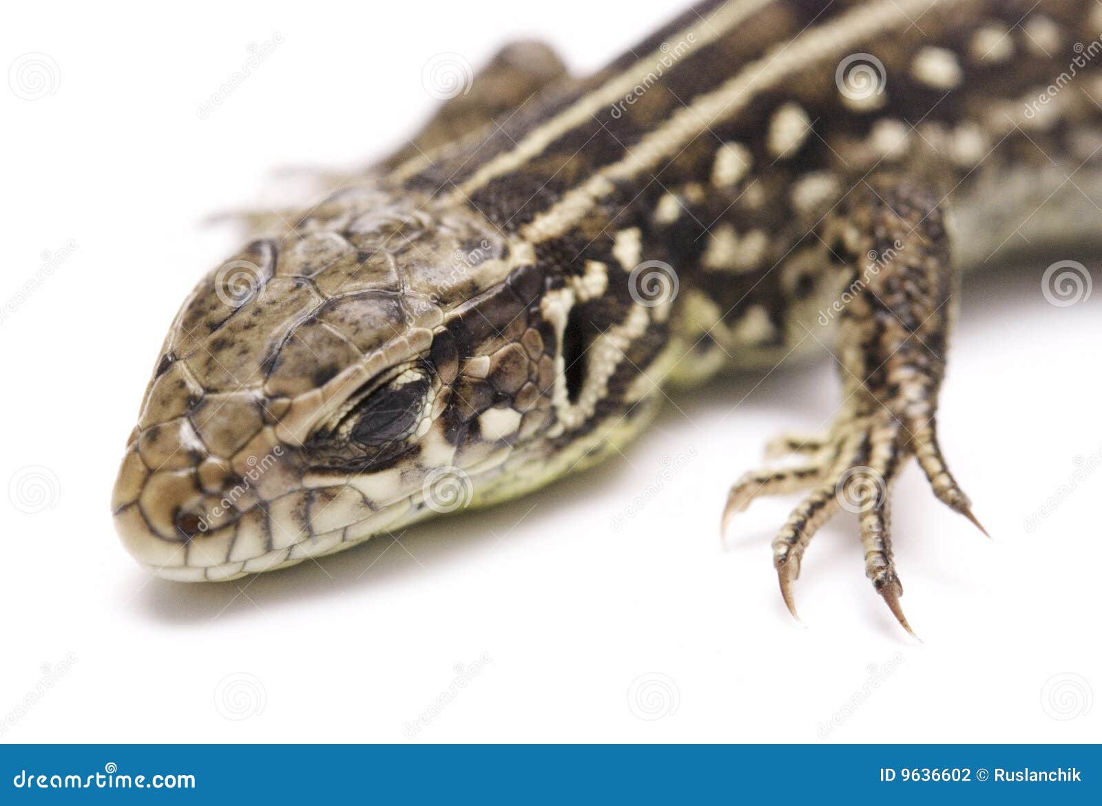 Hagedis stock foto. Image of kruippakje, standbeeld, achtergronden ...