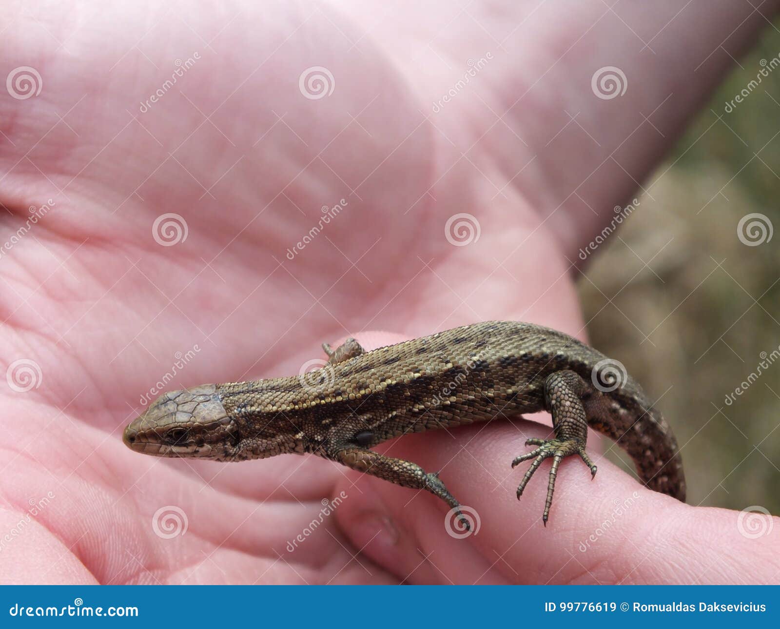 Hagedis stock afbeelding. Image of staart, huid, reptielen - 99776619