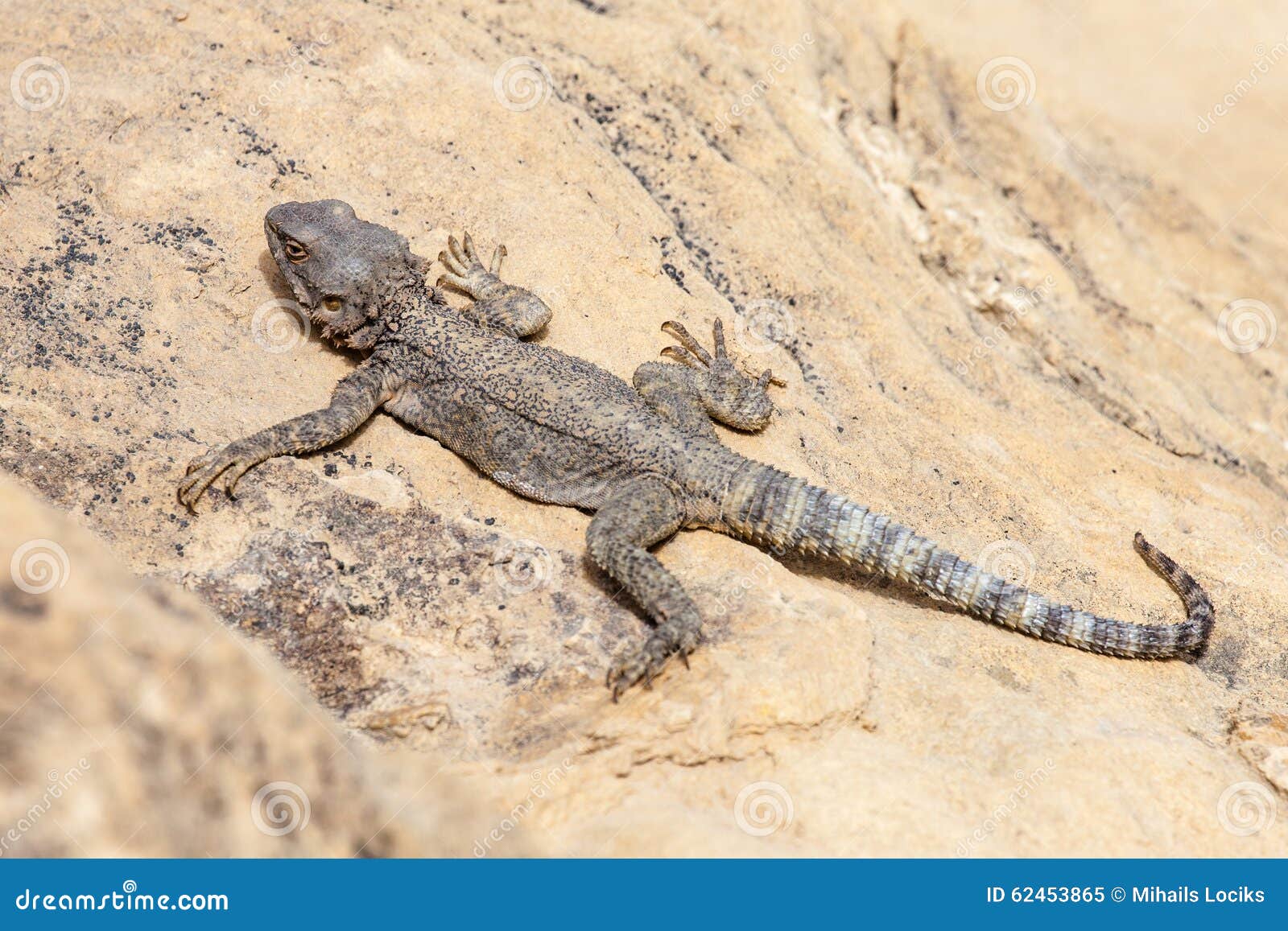 Hagedis in de Woestijn stock afbeelding. Image of wild - 62453865