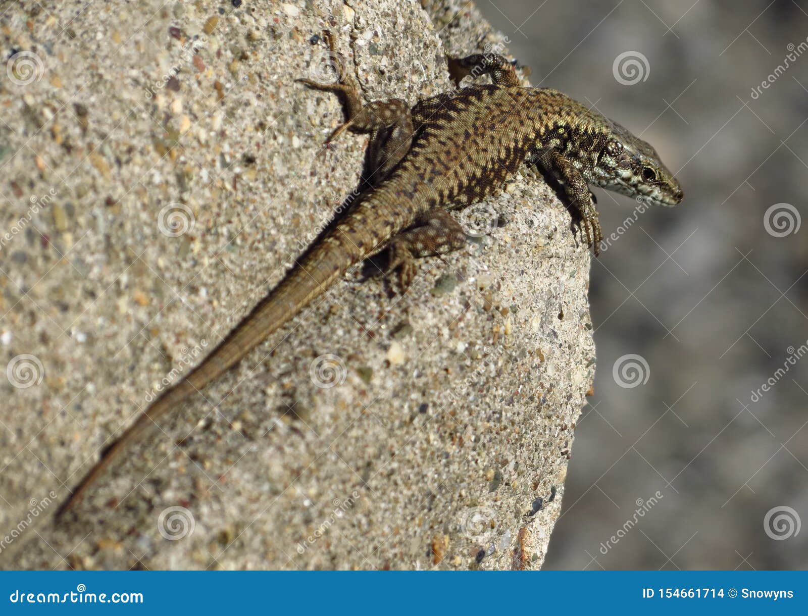 Hagedis Met Lange Staart Op Steen Stock Foto - Image of hagedis, mond ...