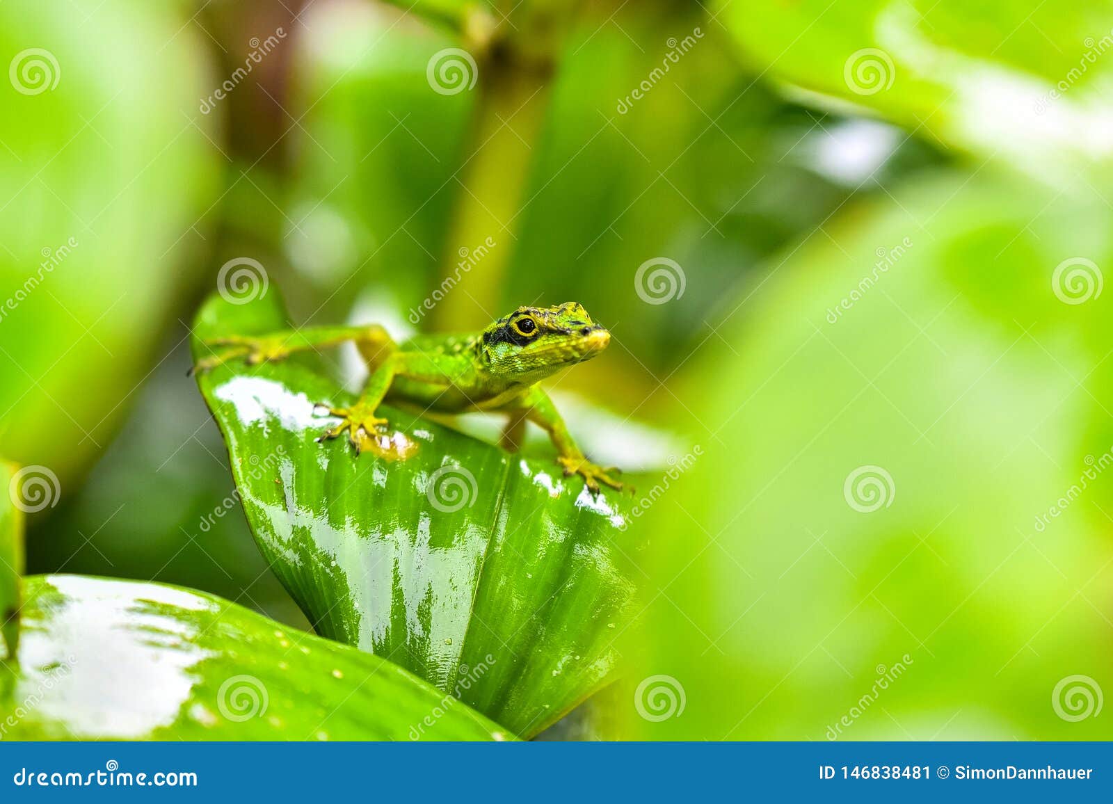 Hagedis Op Blad - Sluit Tot Mooi Dier Op Grean Blad Stock Afbeelding ...