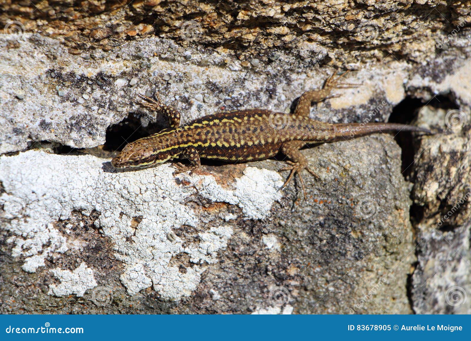 Hagedis op een muur stock afbeelding. Image of bruin - 83678905