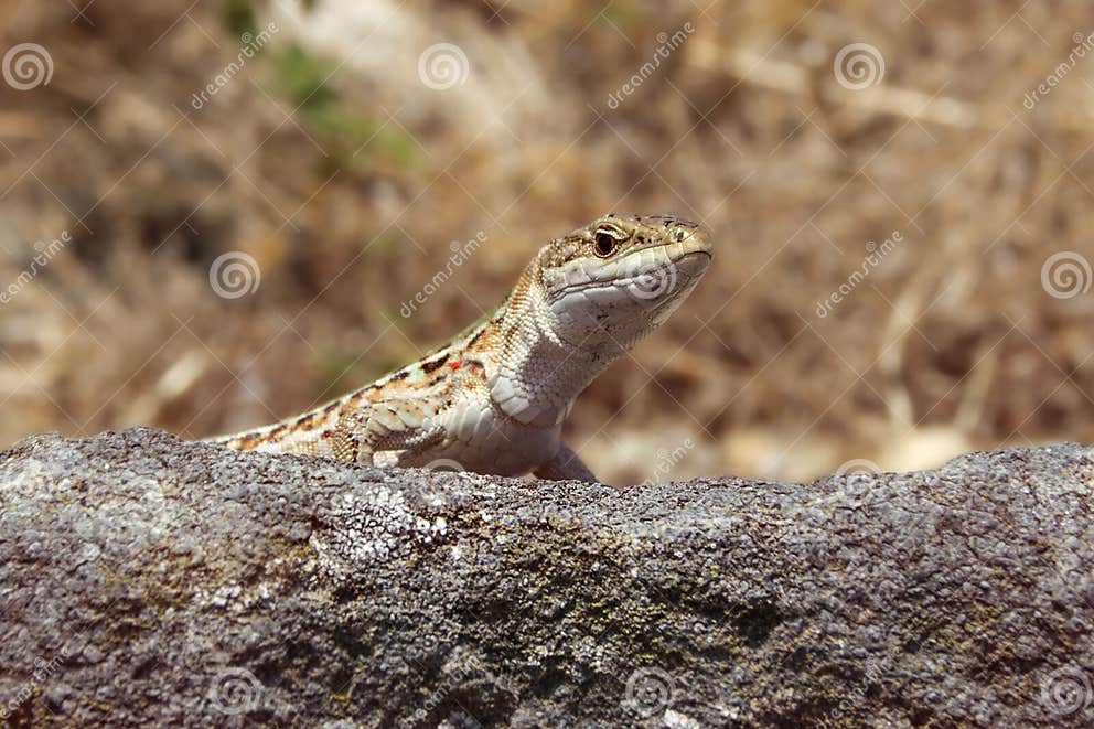 Hagedis op een Rots stock afbeelding. Image of hoofd - 81345541