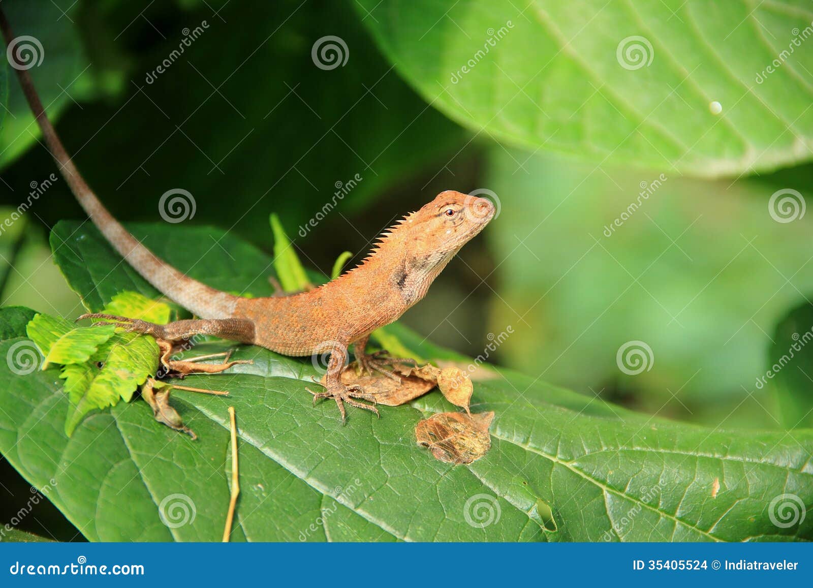 Hagedis op het Leven. stock foto. Image of dieren, buiten - 35405524