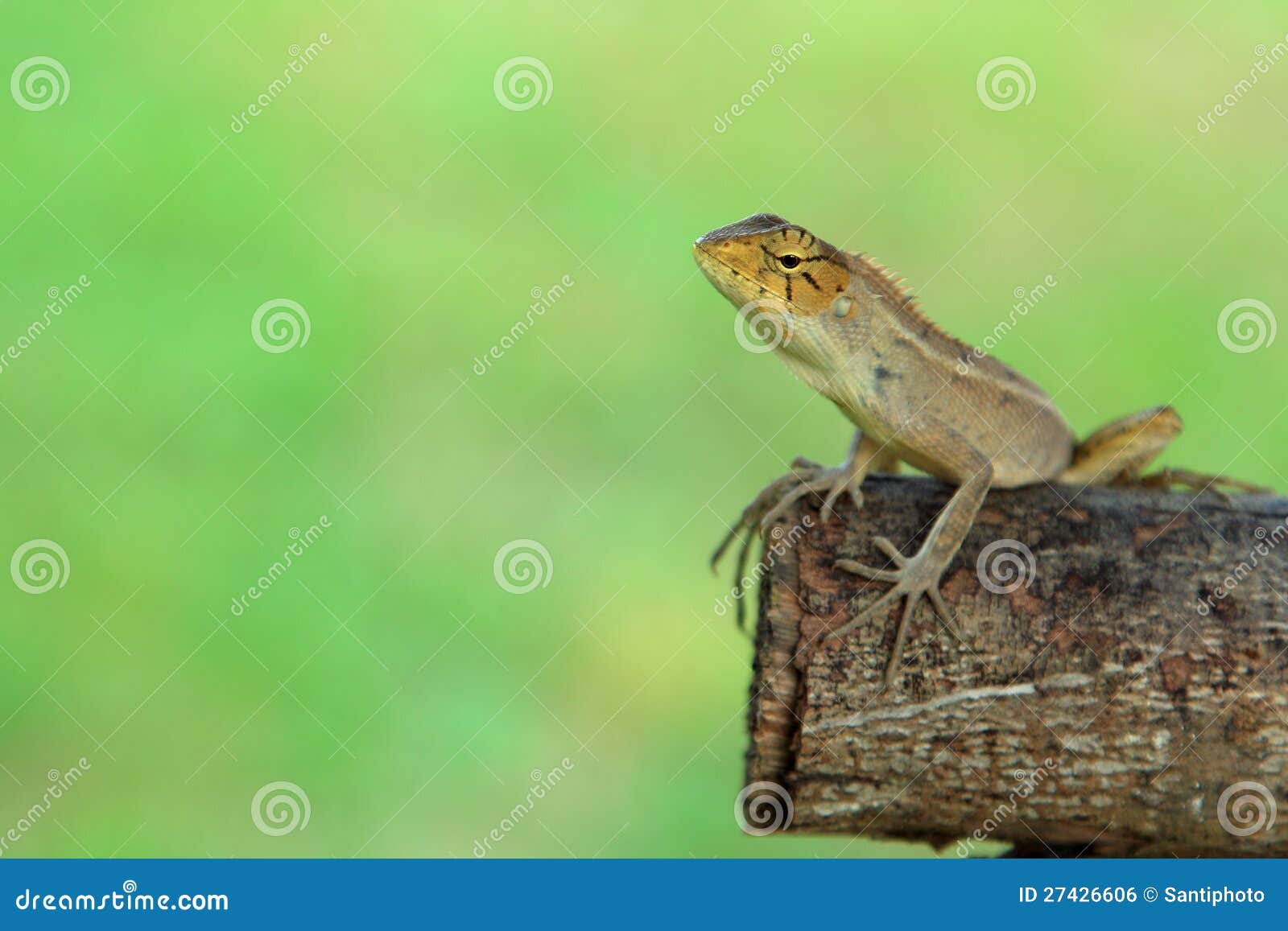 Hagedis, soorten Thai stock foto. Image of klauw, stekel - 27426606