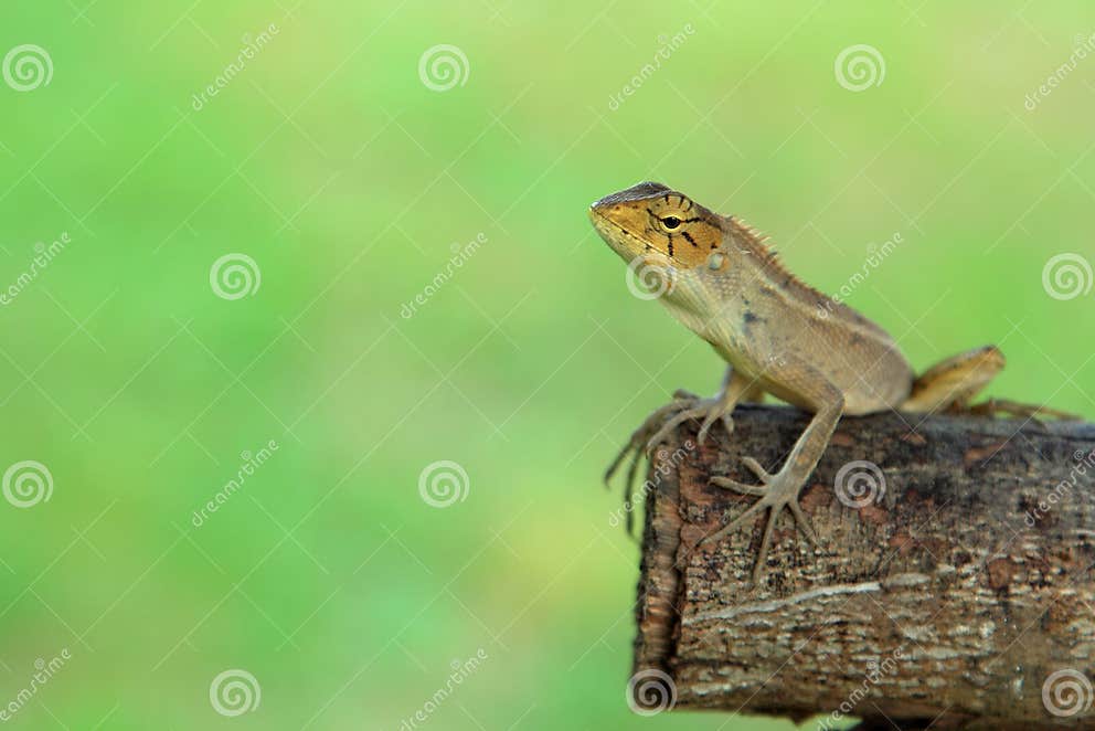 Hagedis, soorten Thai stock foto. Image of klauw, stekel - 27426606