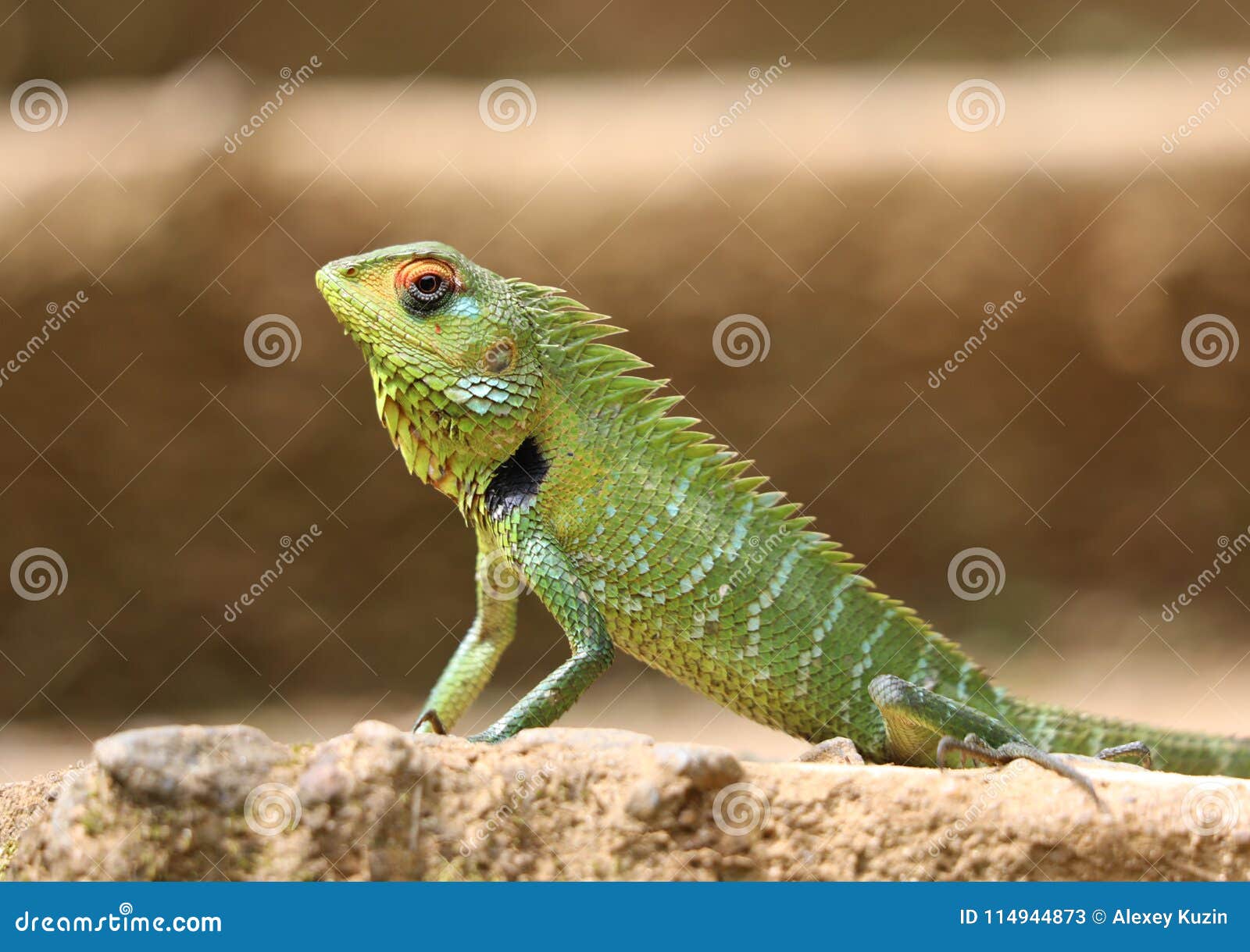 Hagedis in Sri Lanka stock afbeelding. Image of dinosaurus - 114944873