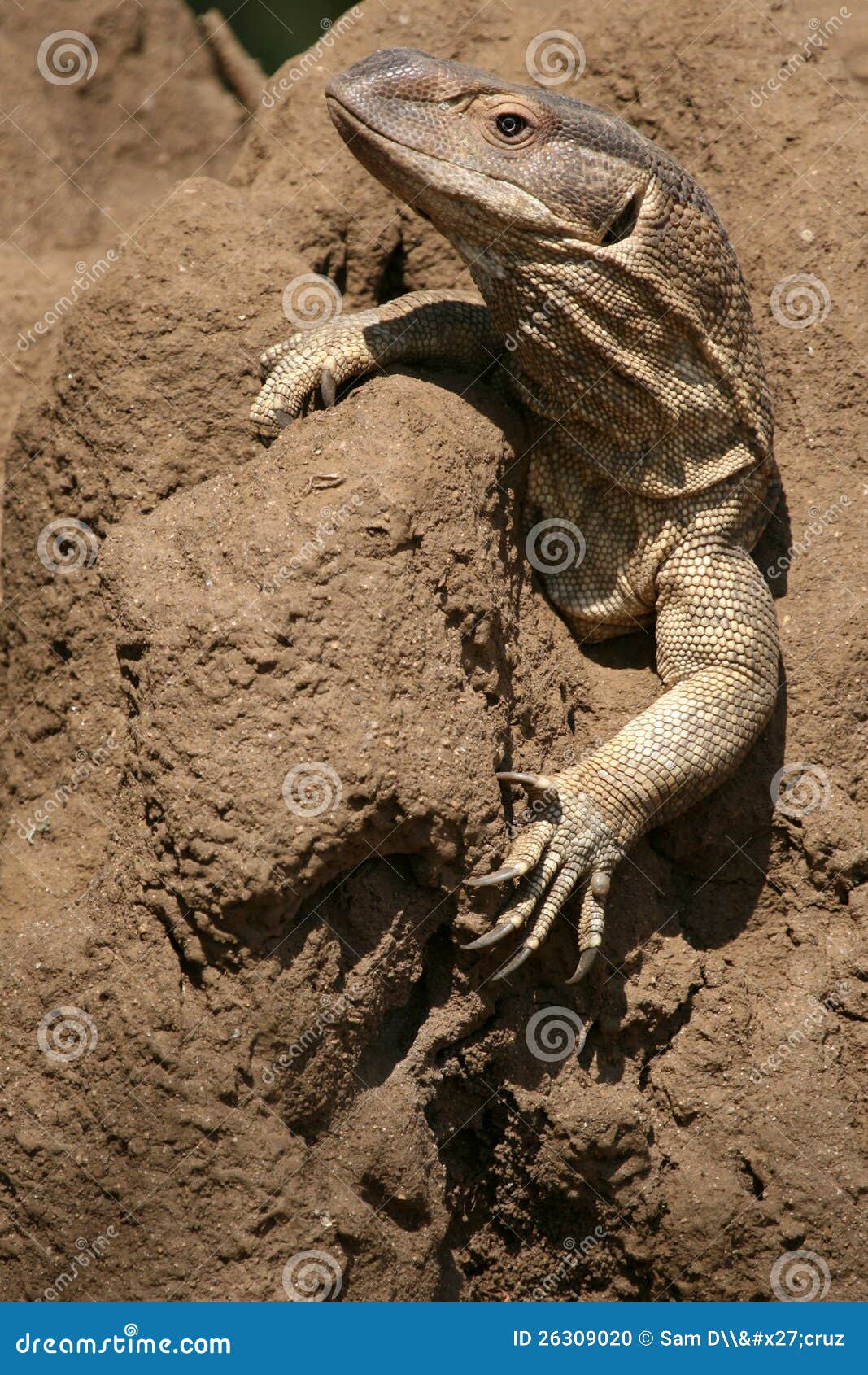 Hagedis - Tanzania, Afrika stock foto. Image of oost - 26309020