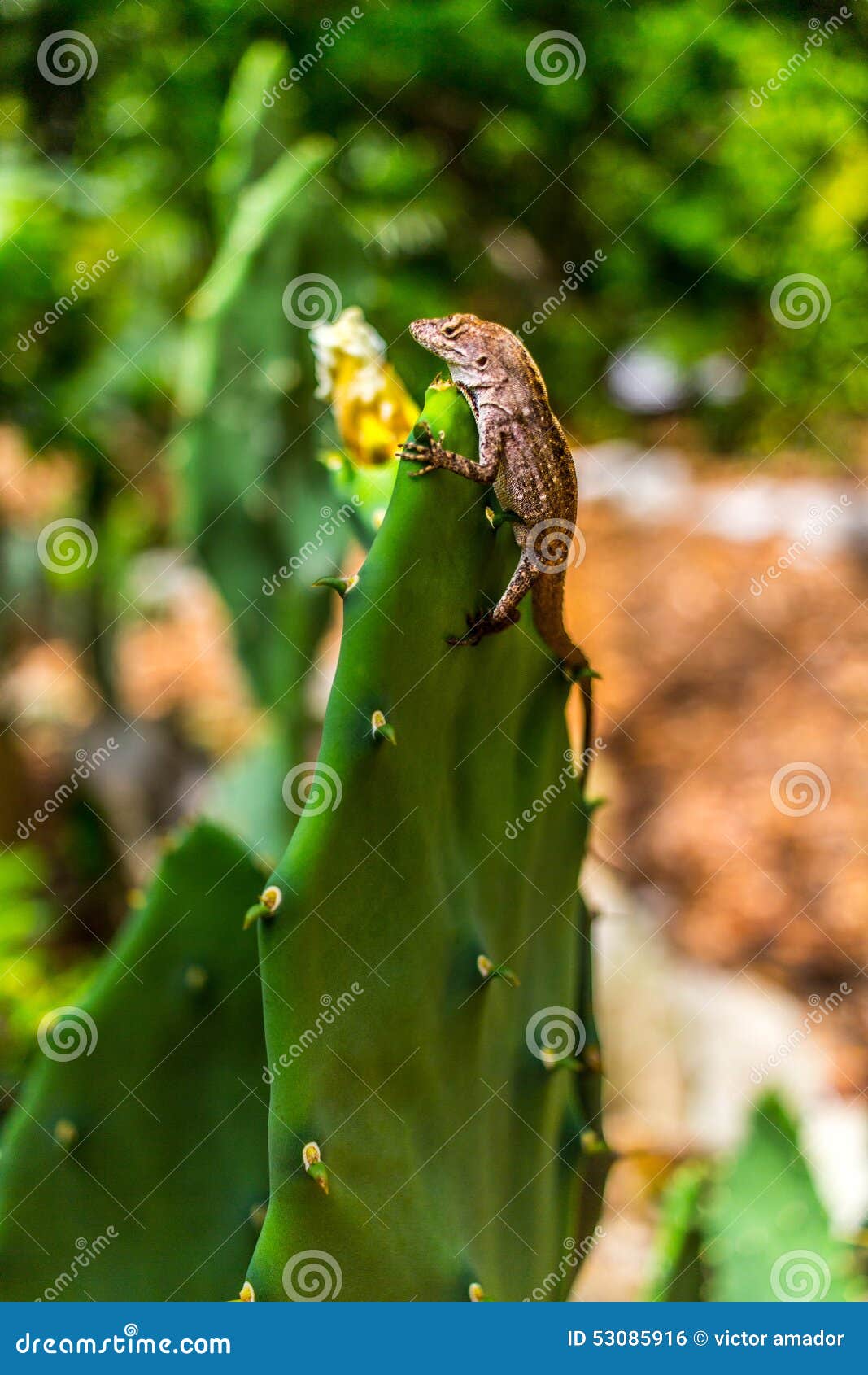 Hagedis in Tuin stock foto. Image of florida, reptielen - 53085916
