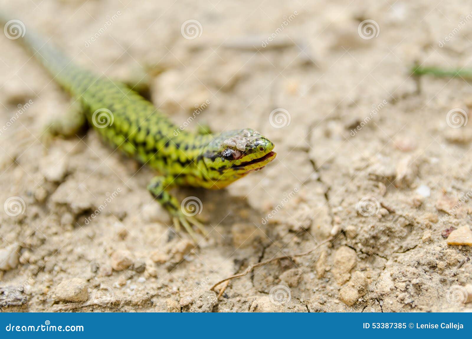 Hagedis Van De Cominotto De Maltese Muur Stock Afbeelding - Image of ...