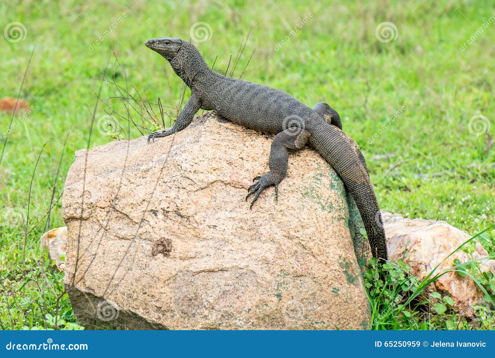 Hagedis in Yala, Sri Lanka stock afbeelding. Image of draak - 65250959