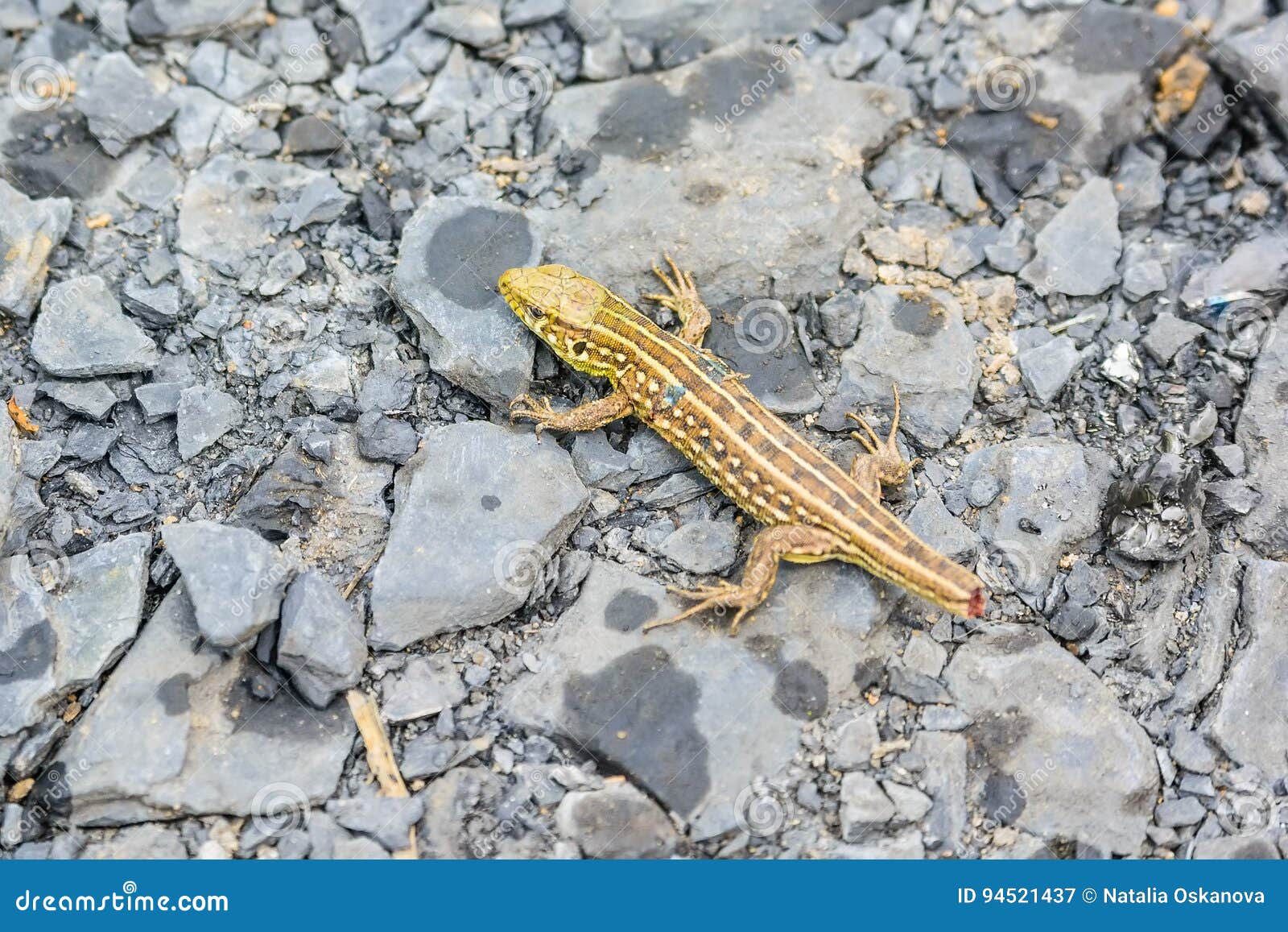 Hagedis zonder staart stock afbeelding. Image of mexico - 94521437
